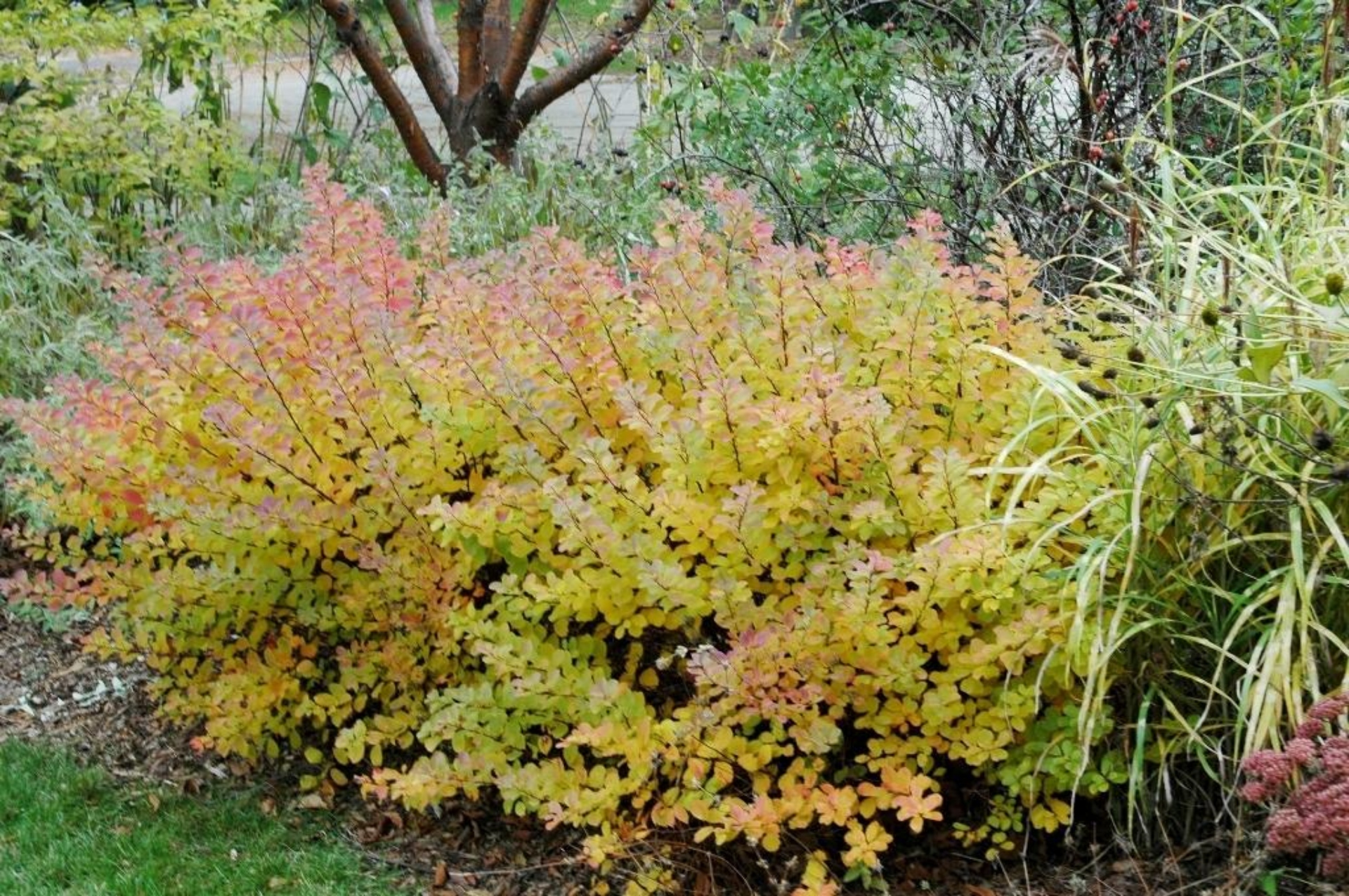 Birchleaf spirea | The Morton Arboretum