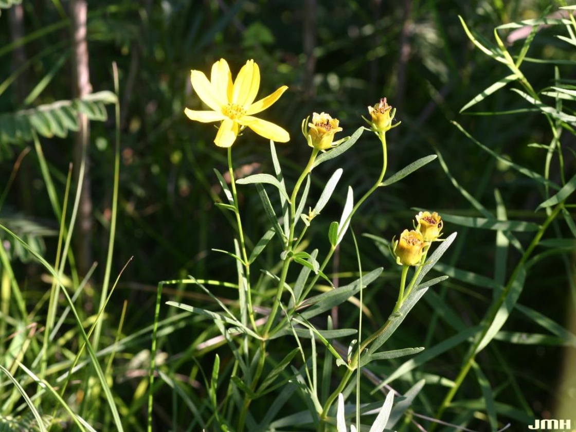 Prairie coreopsis | The Morton Arboretum