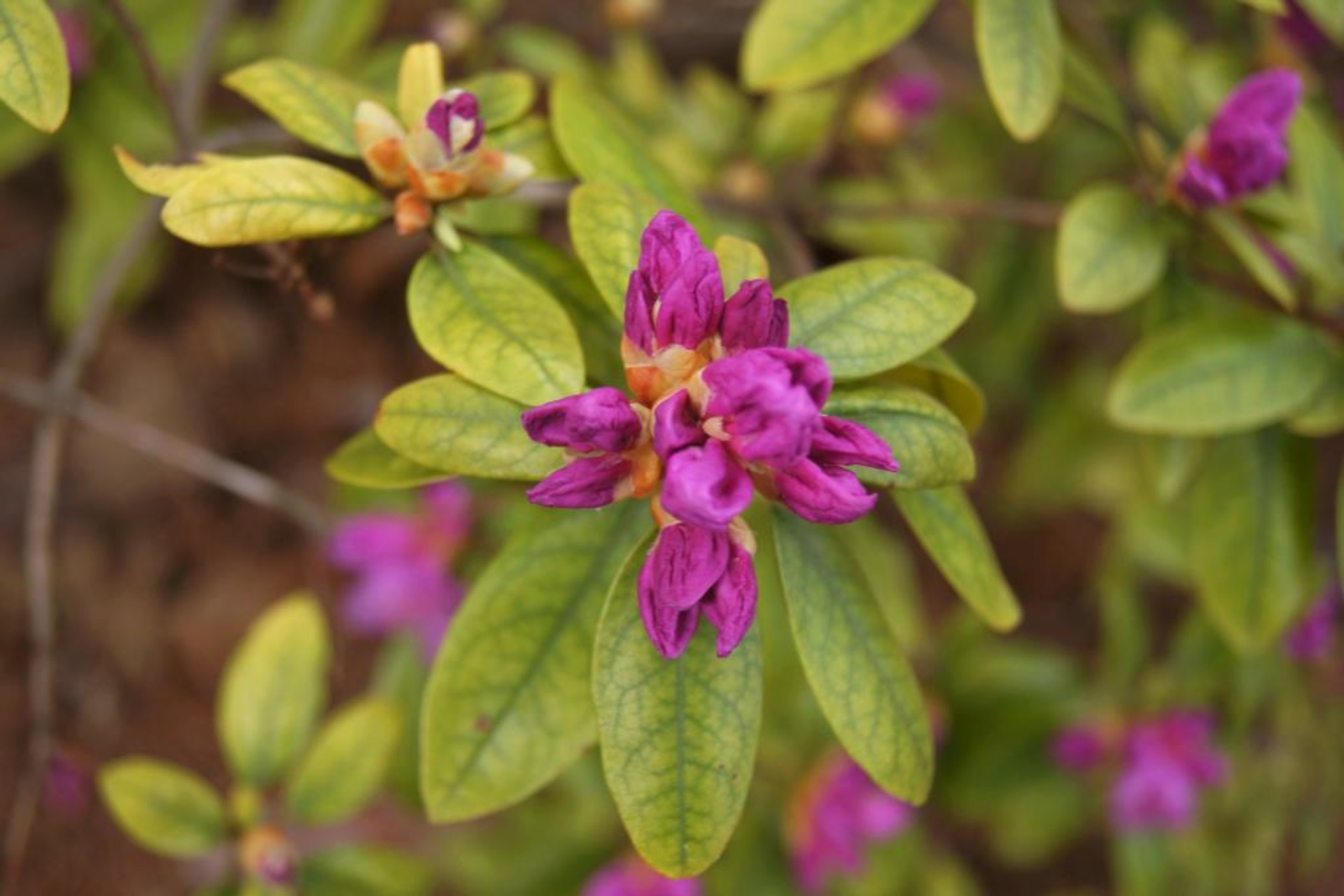 Rhododendron P.J.M. | The Morton Arboretum