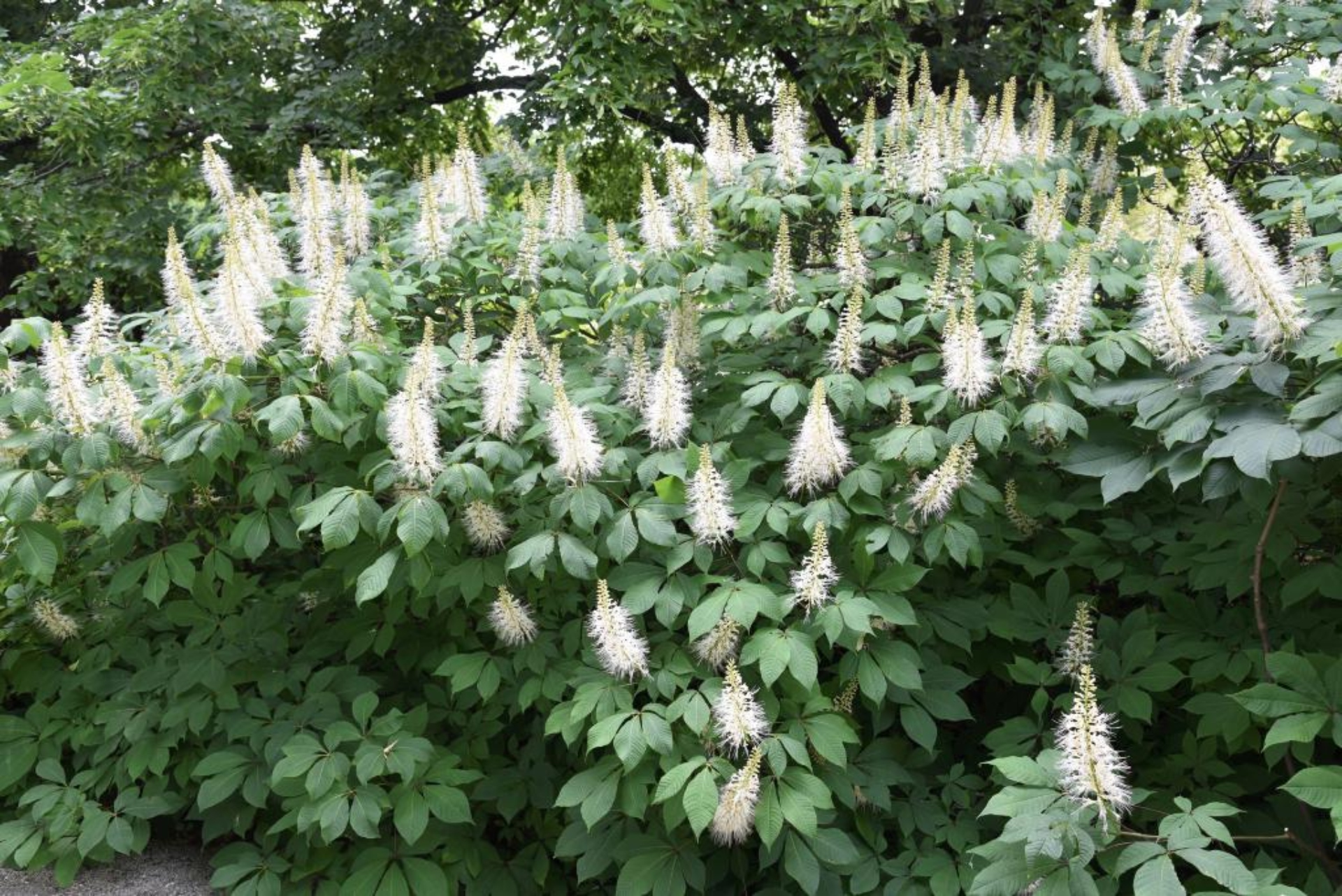 Bottlebrush buckeye | The Morton Arboretum