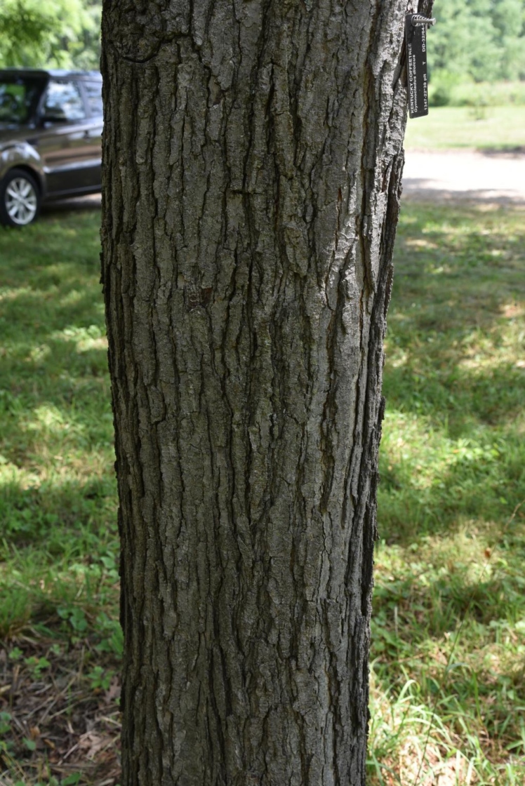 Kentucky coffeetree | Gymnocladus dioicus | The Morton Arboretum