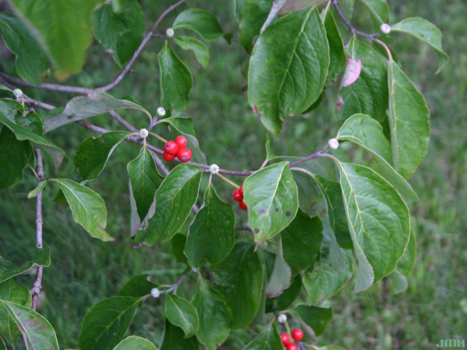 Flowering dogwood | The Morton Arboretum