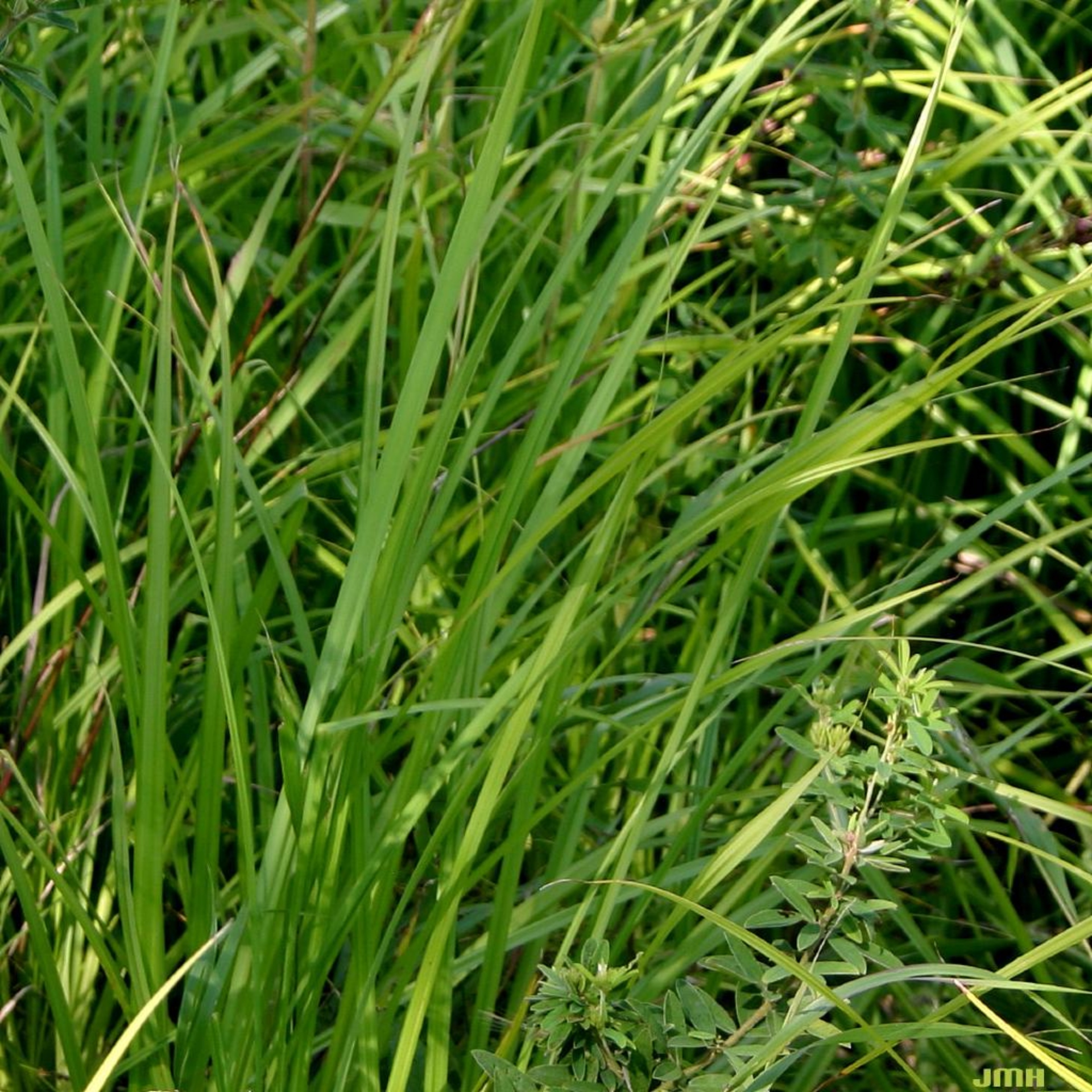 Virginia wild rye | The Morton Arboretum