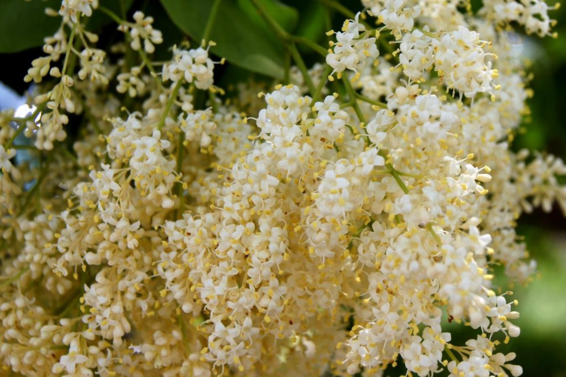 CHINA SNOW™ Peking lilac | The Morton Arboretum