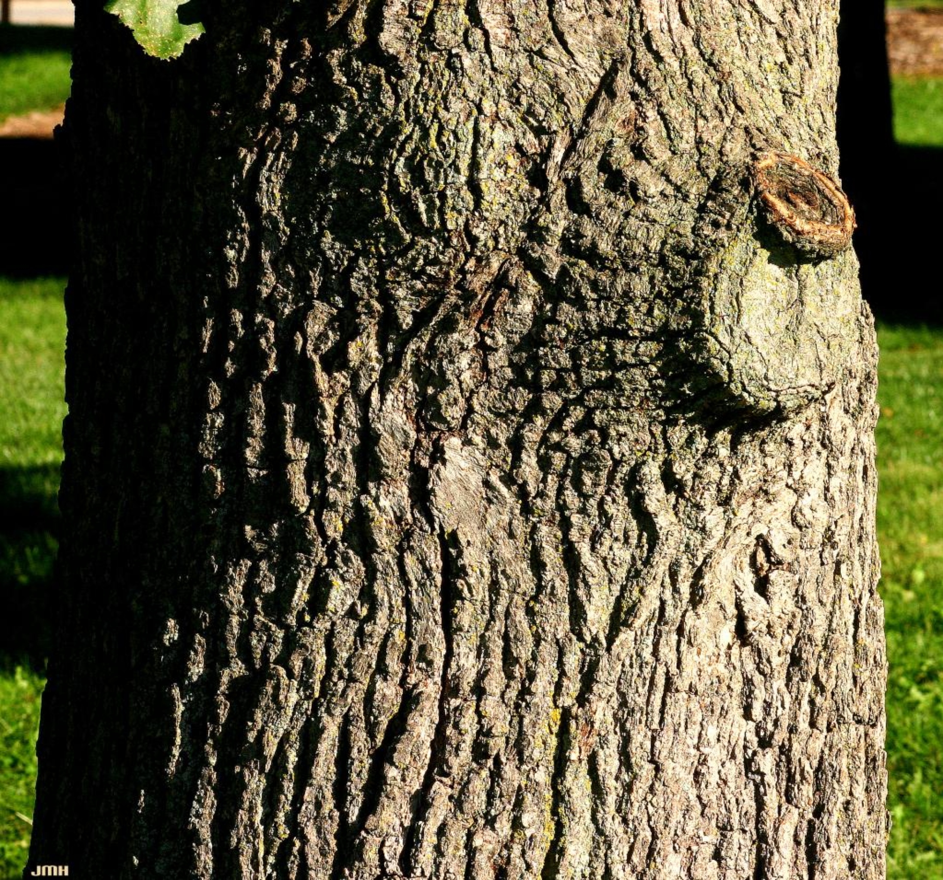 English oak | The Morton Arboretum