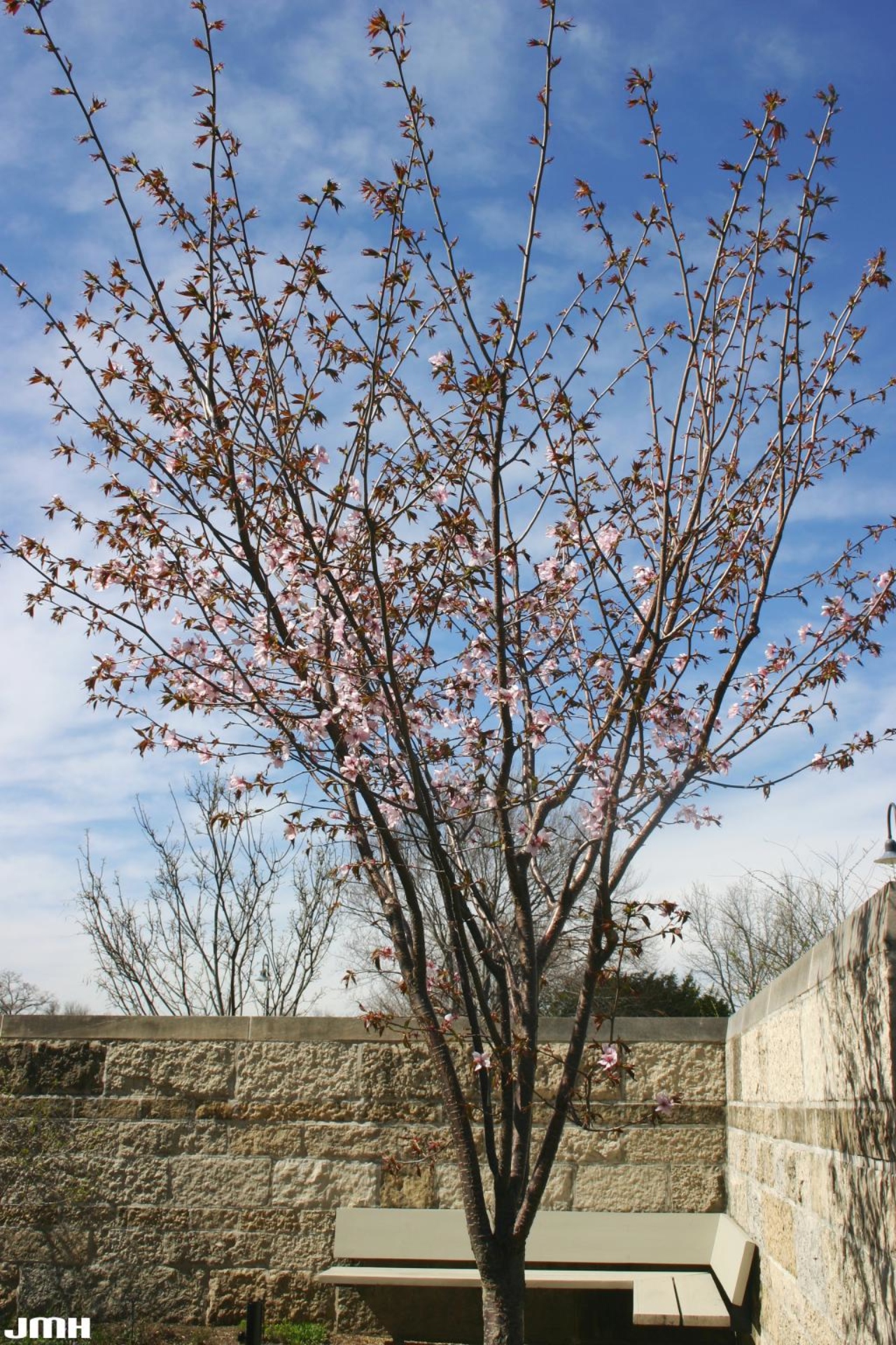 Sargent's cherry | The Morton Arboretum
