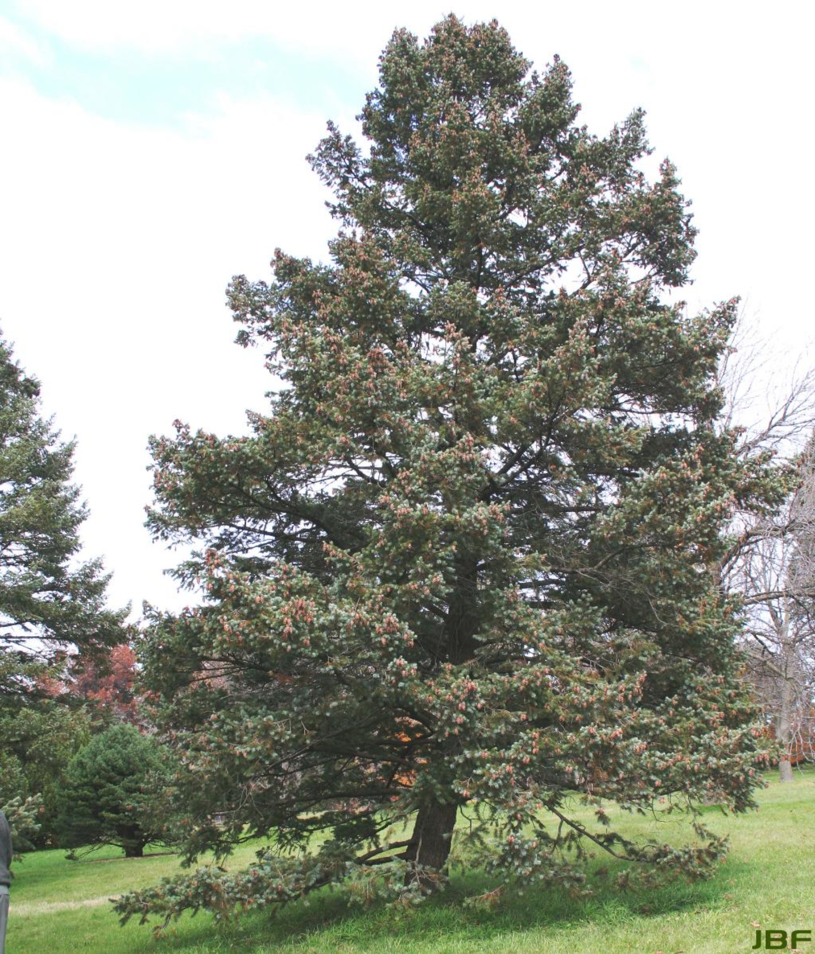 Douglas-fir | The Morton Arboretum