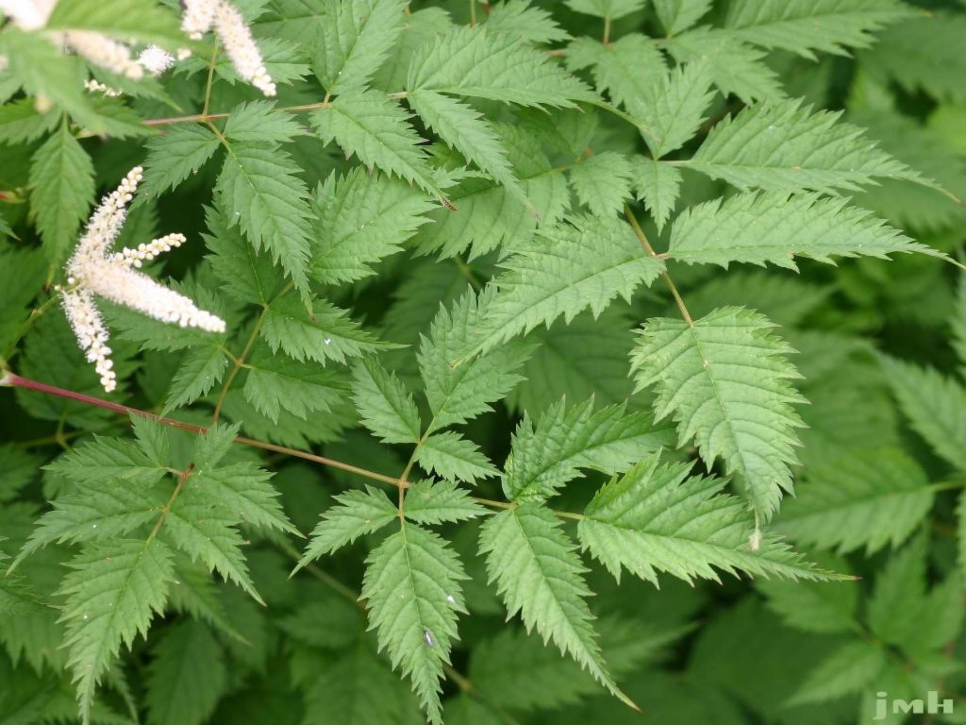 Goat's beard | The Morton Arboretum