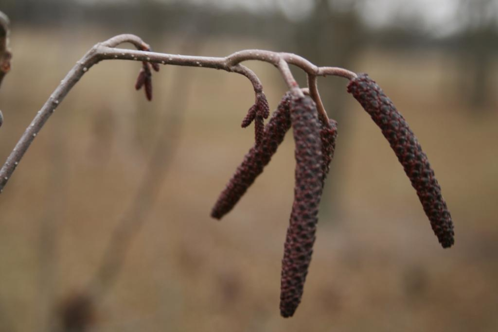 Speckled alder | The Morton Arboretum