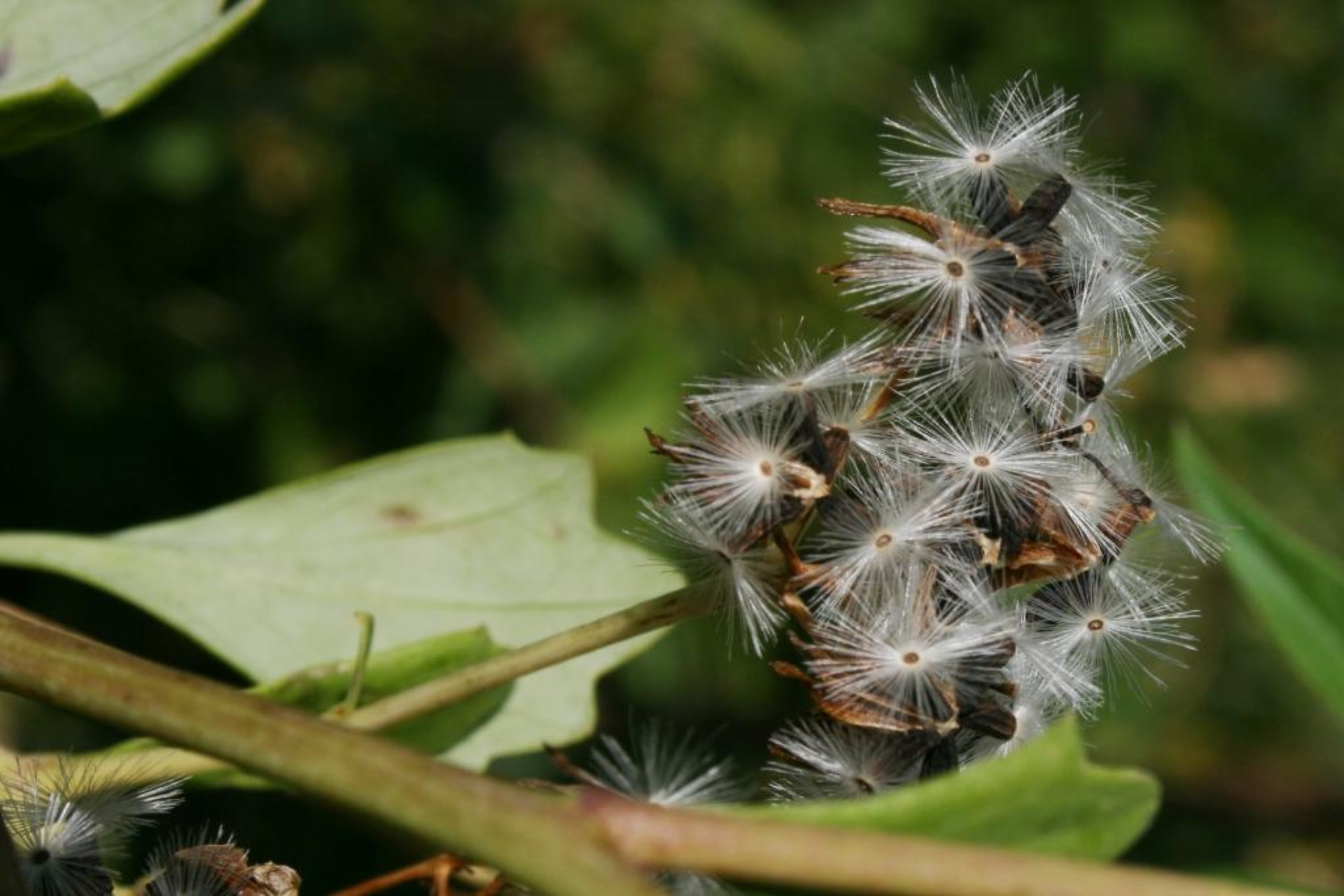 Pale Indian plantain | The Morton Arboretum