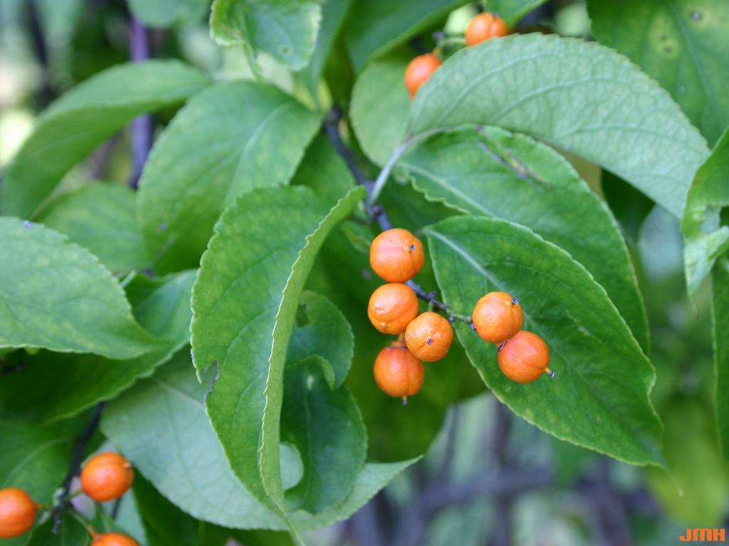 American bittersweet | The Morton Arboretum