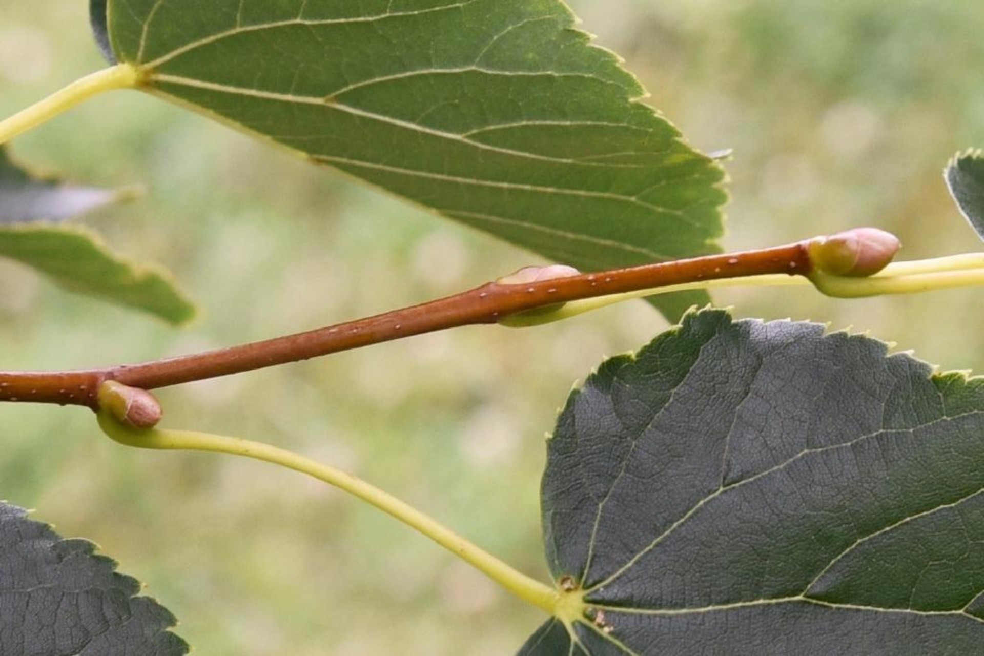 Little-leaved linden | The Morton Arboretum