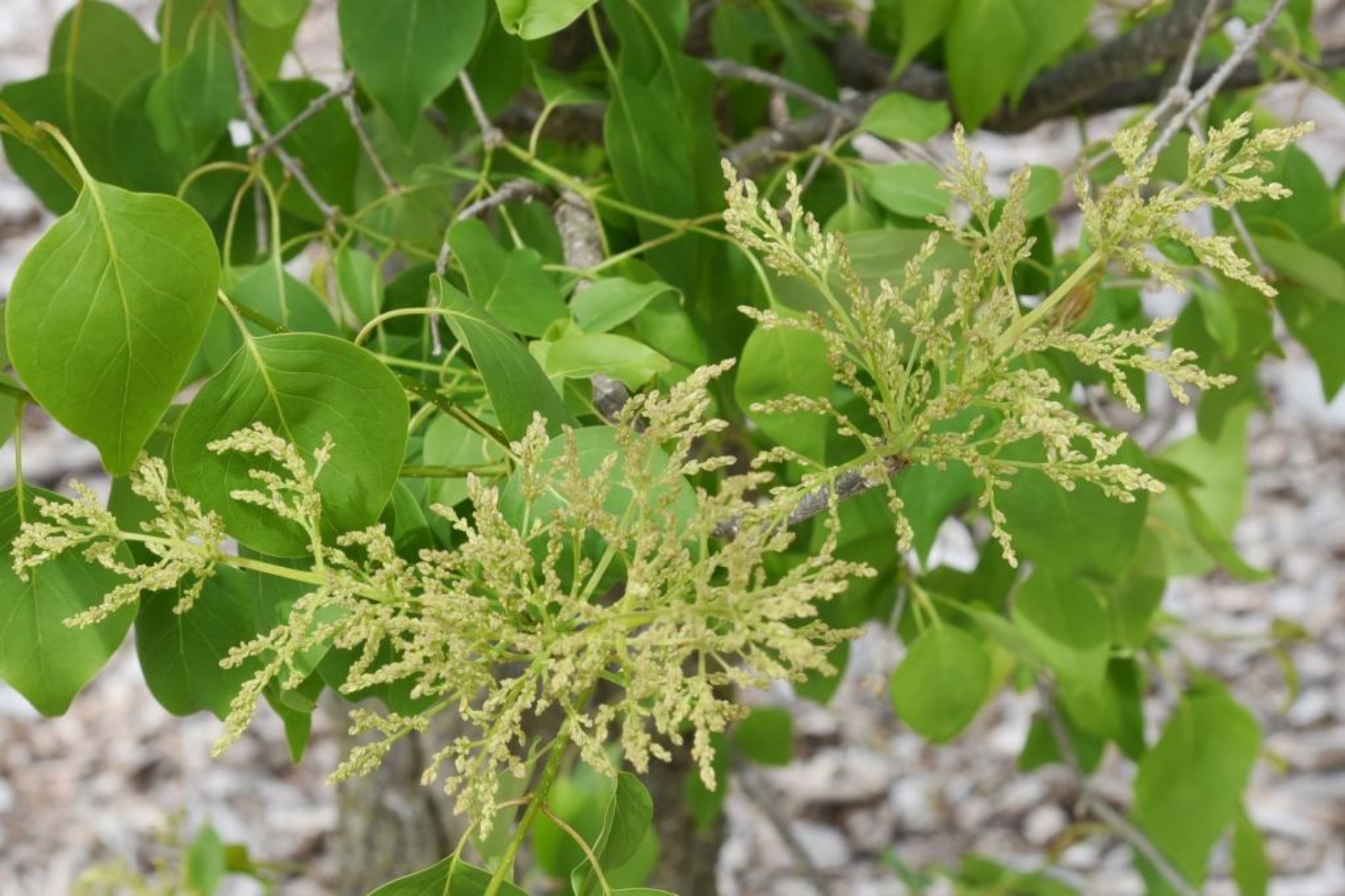 BEIJING GOLD™ Peking lilac | The Morton Arboretum