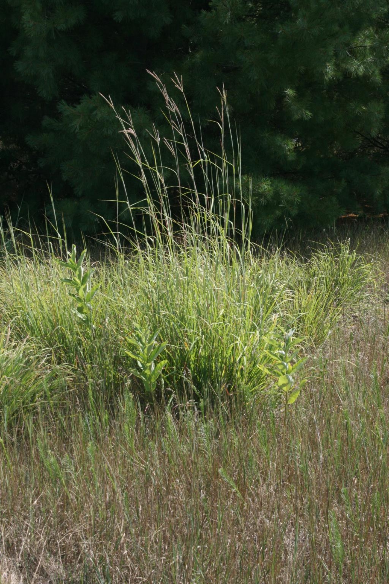 Big bluestem | The Morton Arboretum
