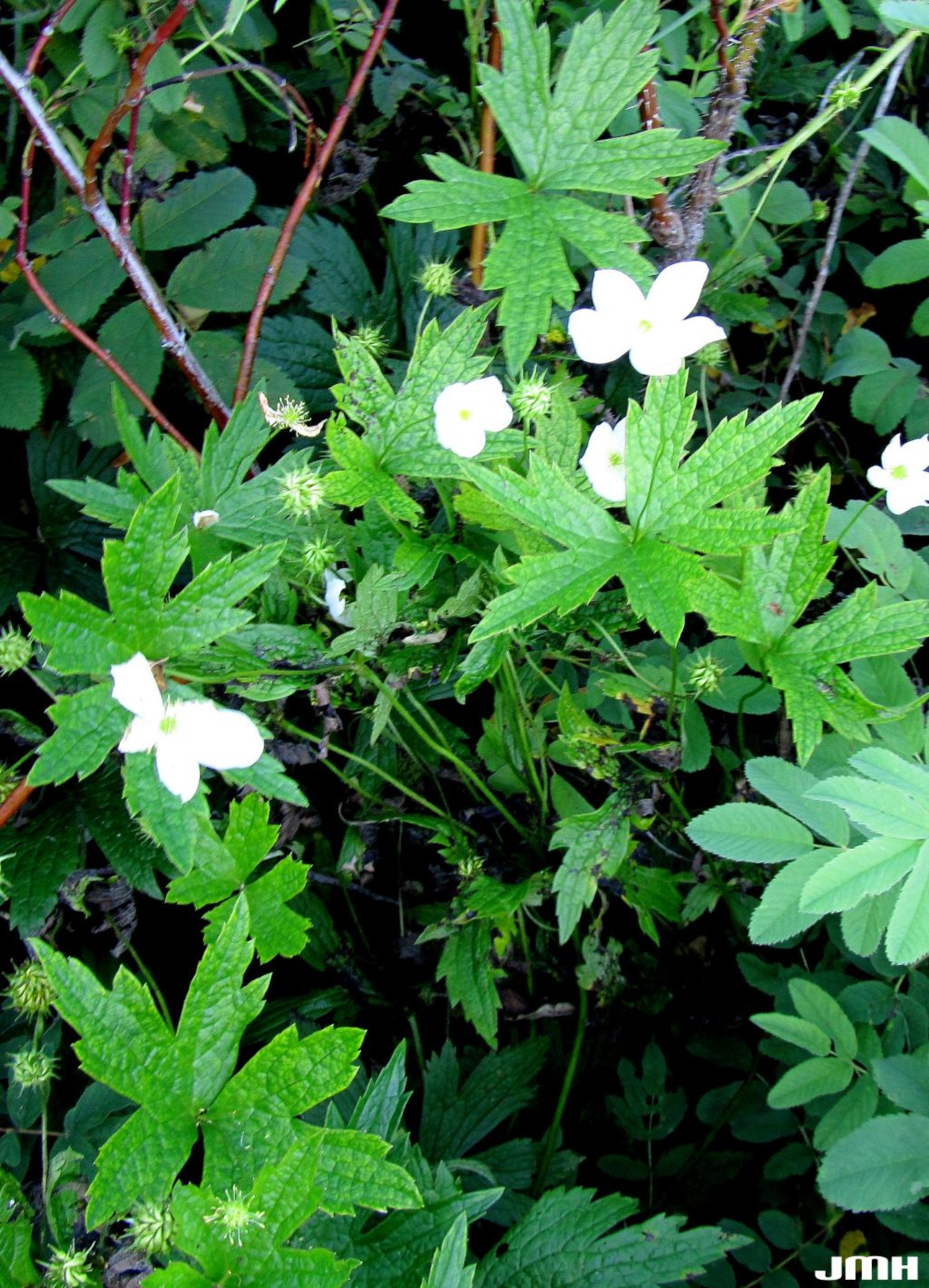 Wild geranium | The Morton Arboretum