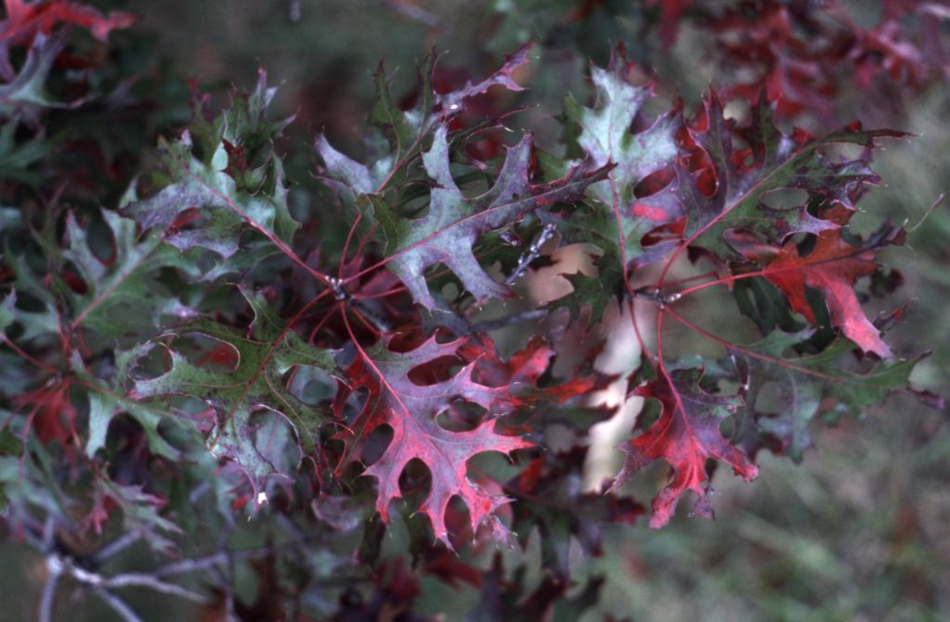 Scarlet oak | The Morton Arboretum
