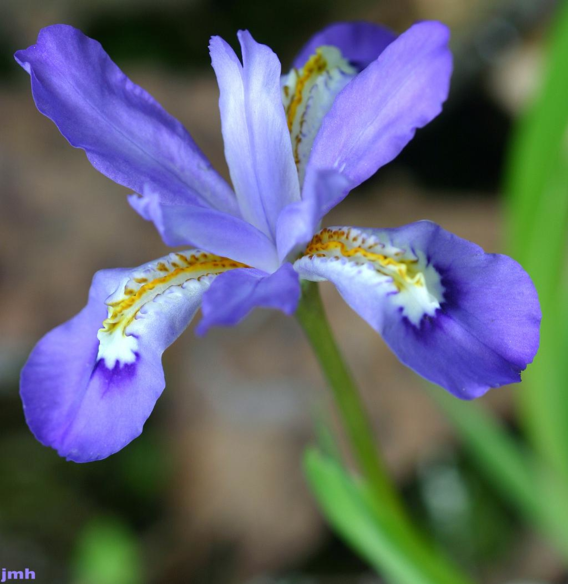 Dwarf crested iris | The Morton Arboretum