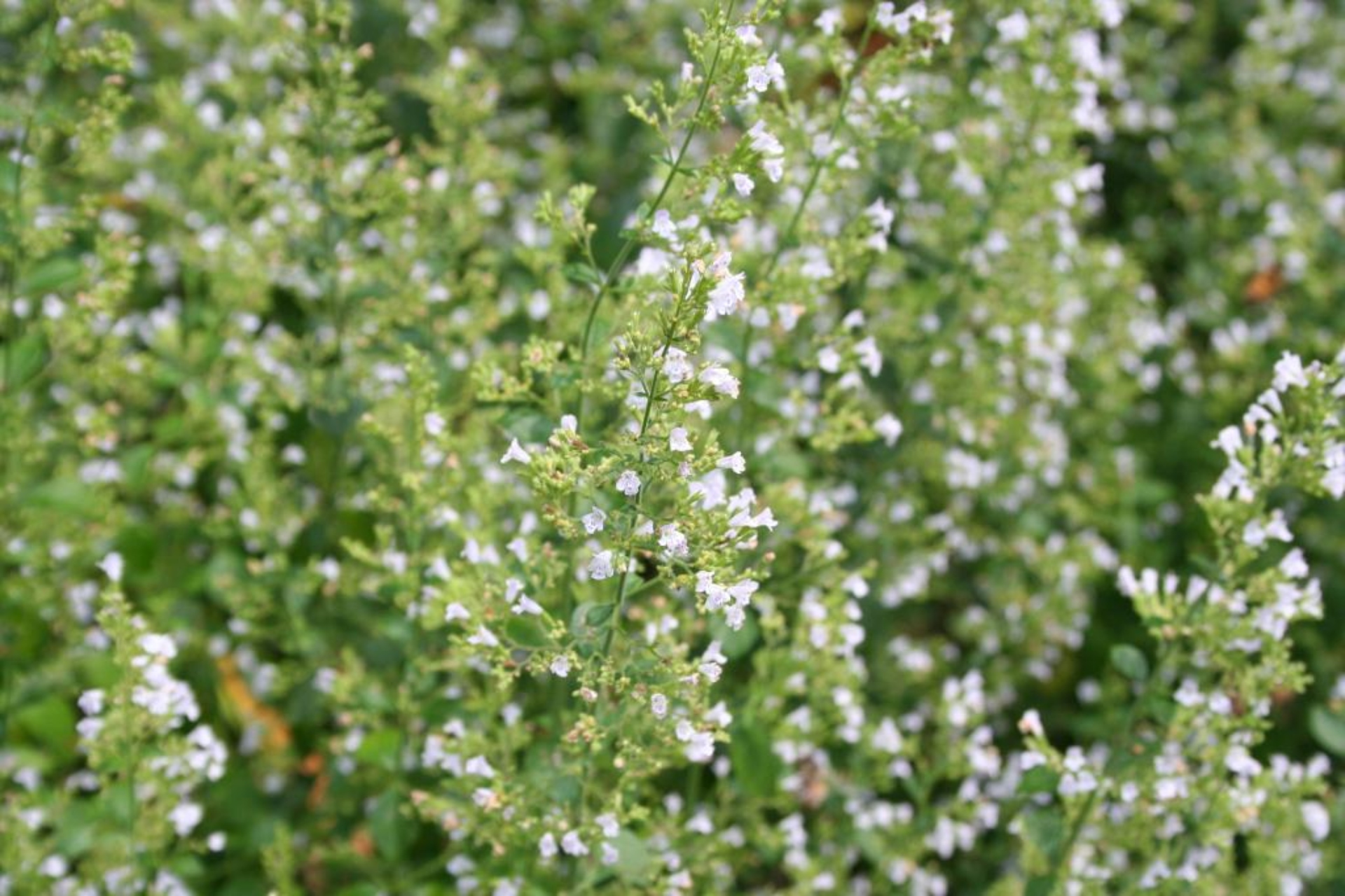 Lesser calamint | The Morton Arboretum