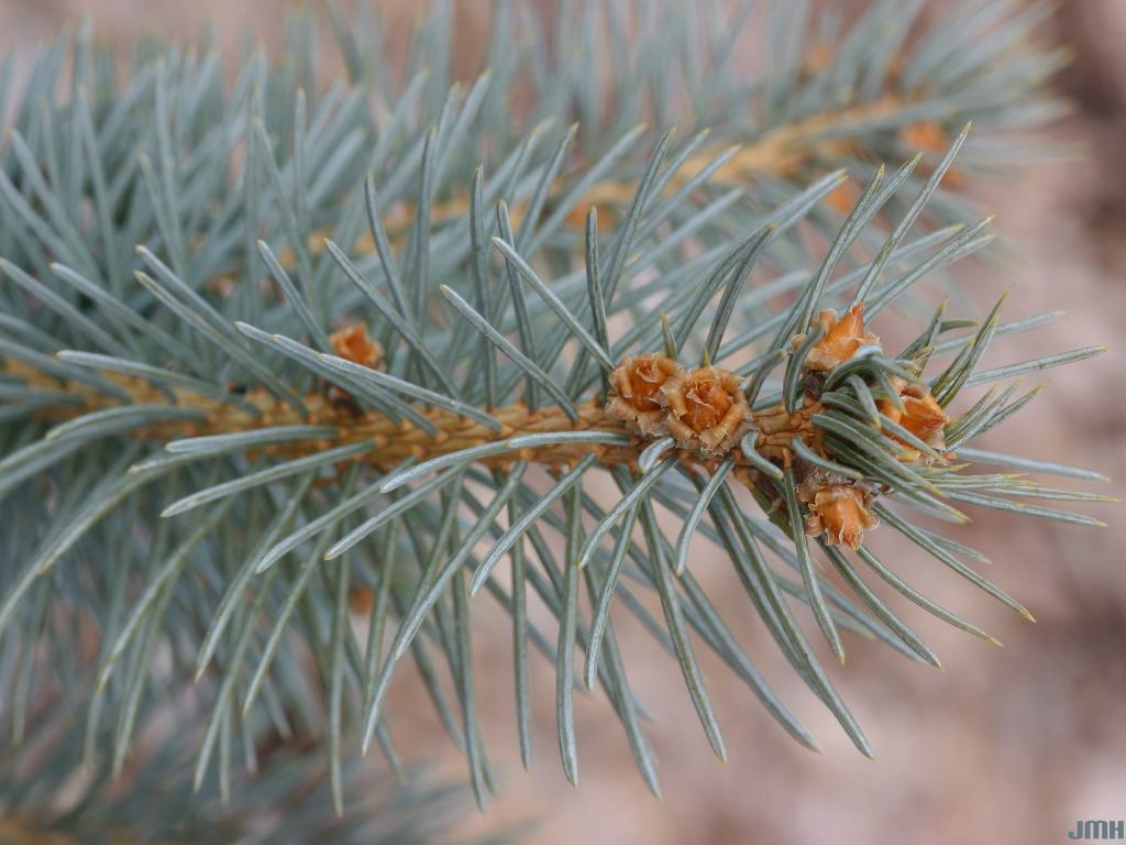 Blue spruce | Picea pungens | The Morton Arboretum
