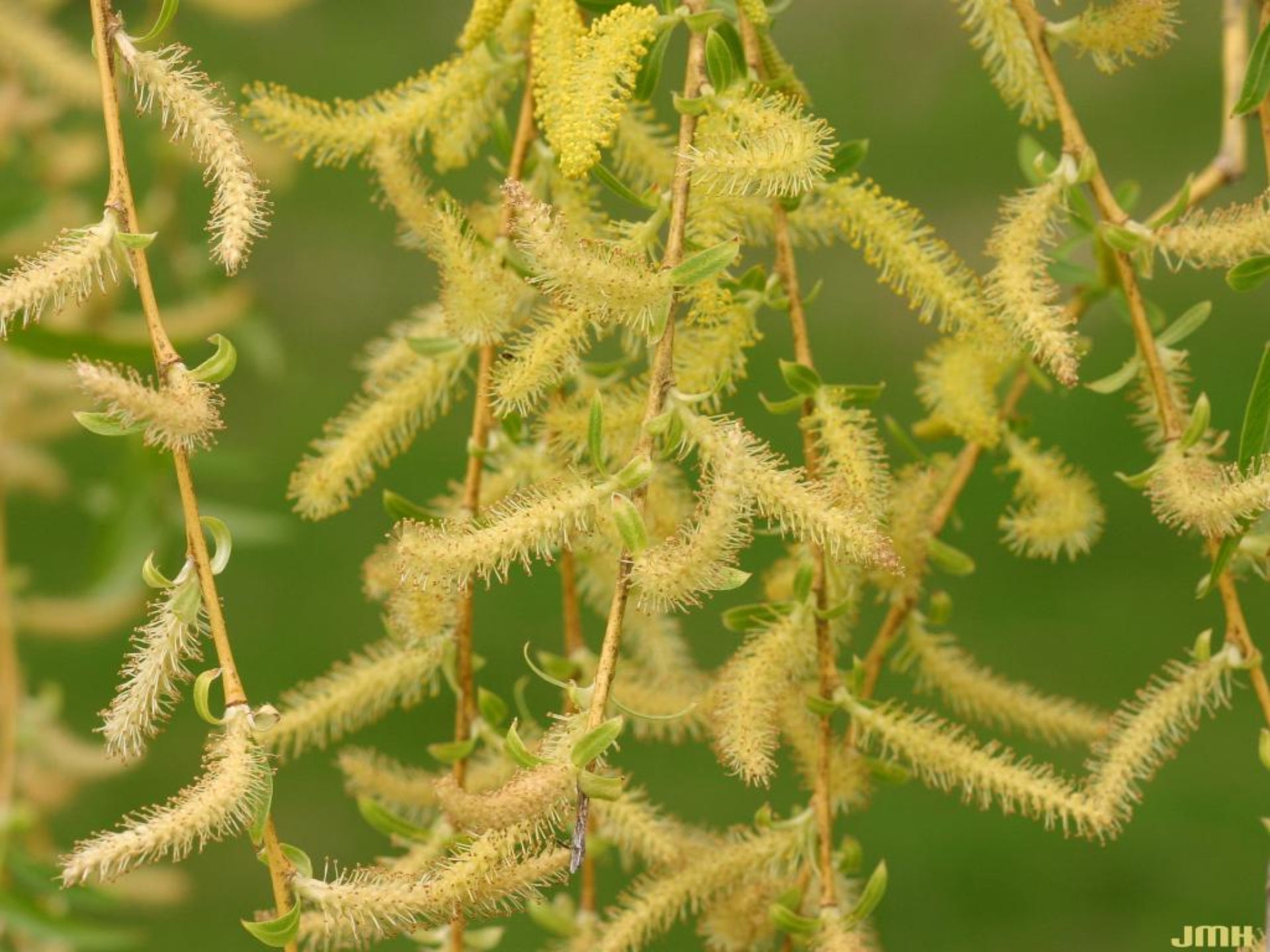 Golden weeping willow | The Morton Arboretum