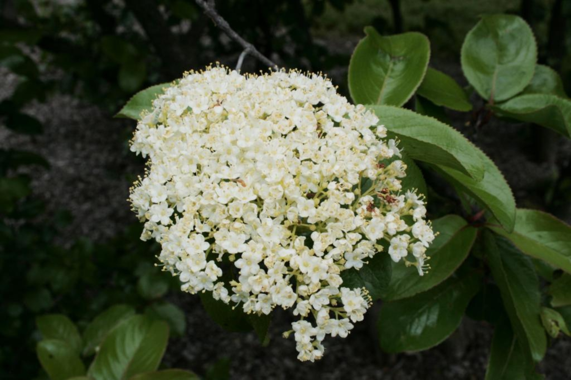 Southern black-haw | The Morton Arboretum