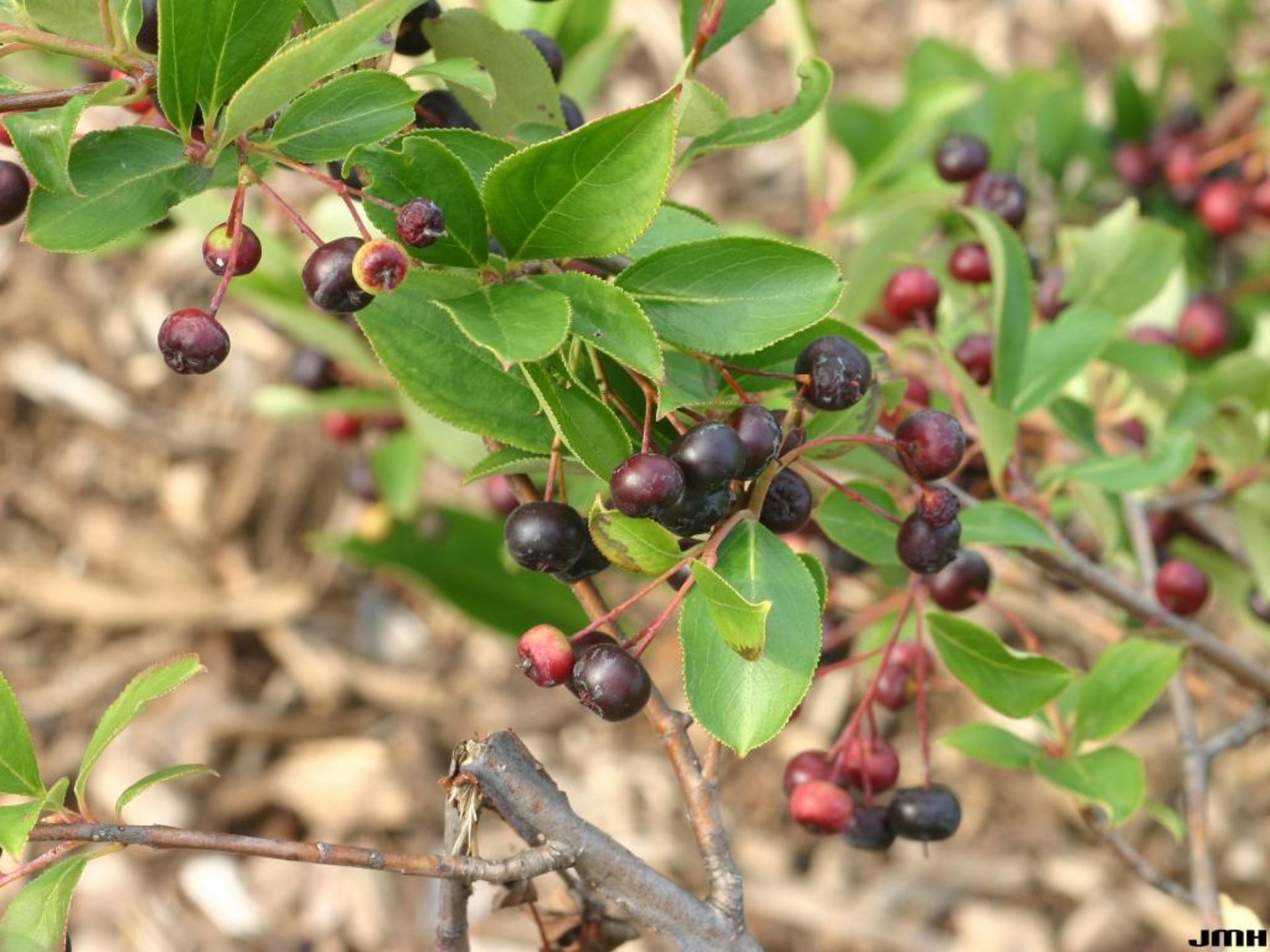Black chokeberry | The Morton Arboretum