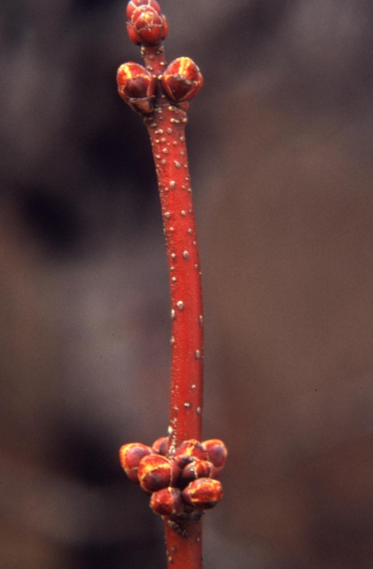 Red maple | The Morton Arboretum