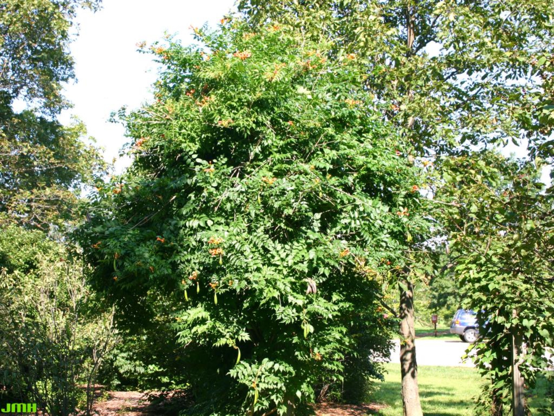 Trumpet vine | The Morton Arboretum
