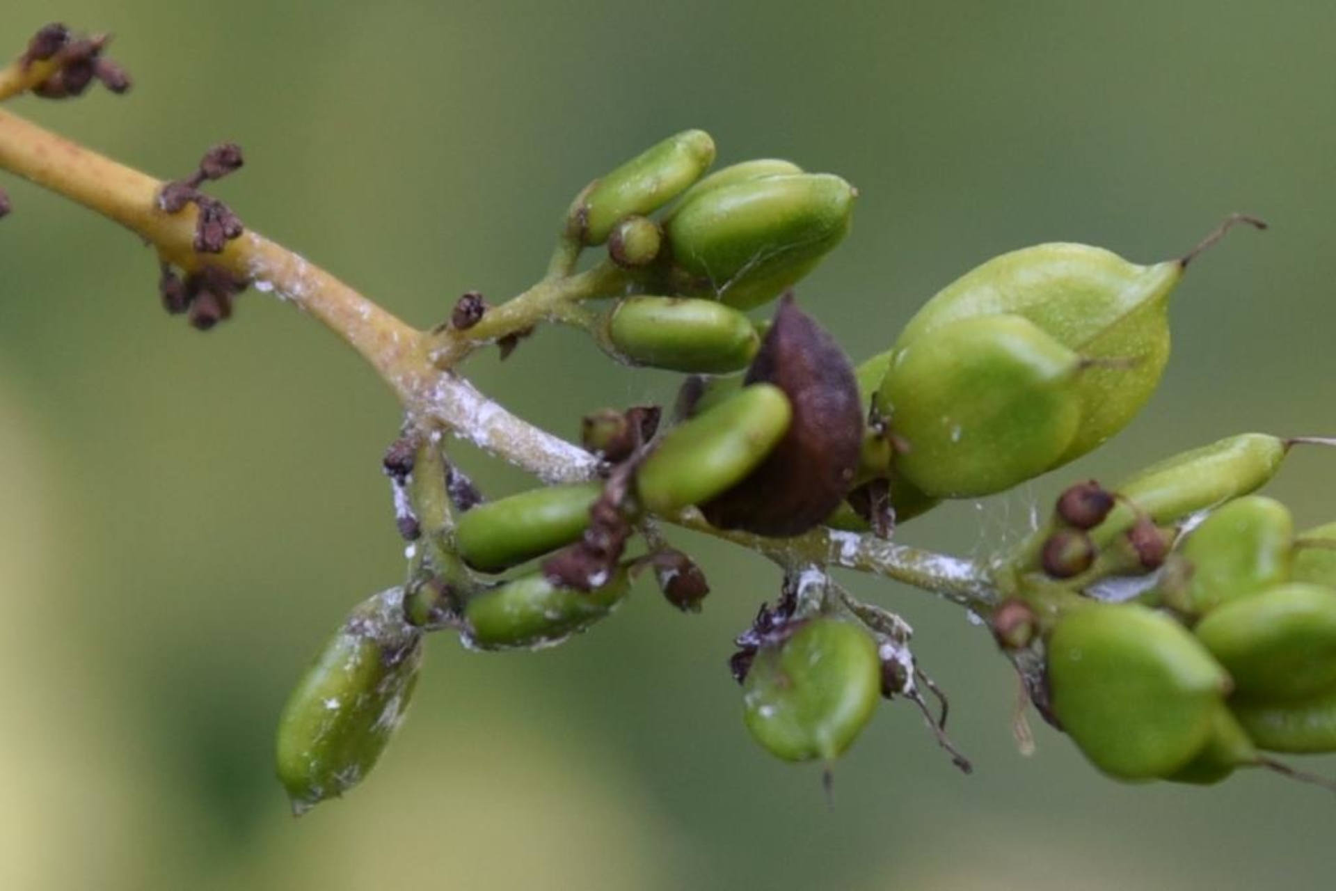 Common lilac | The Morton Arboretum