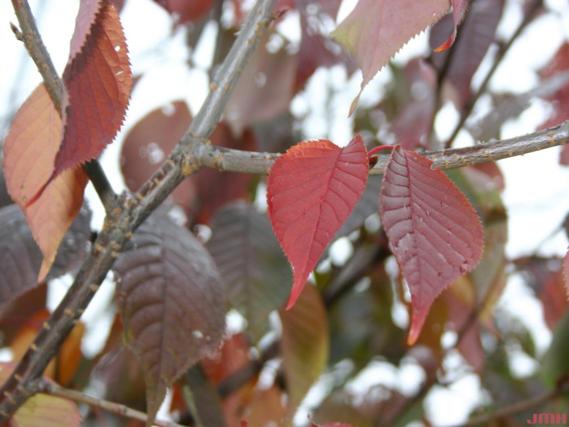 Sargent's cherry | The Morton Arboretum