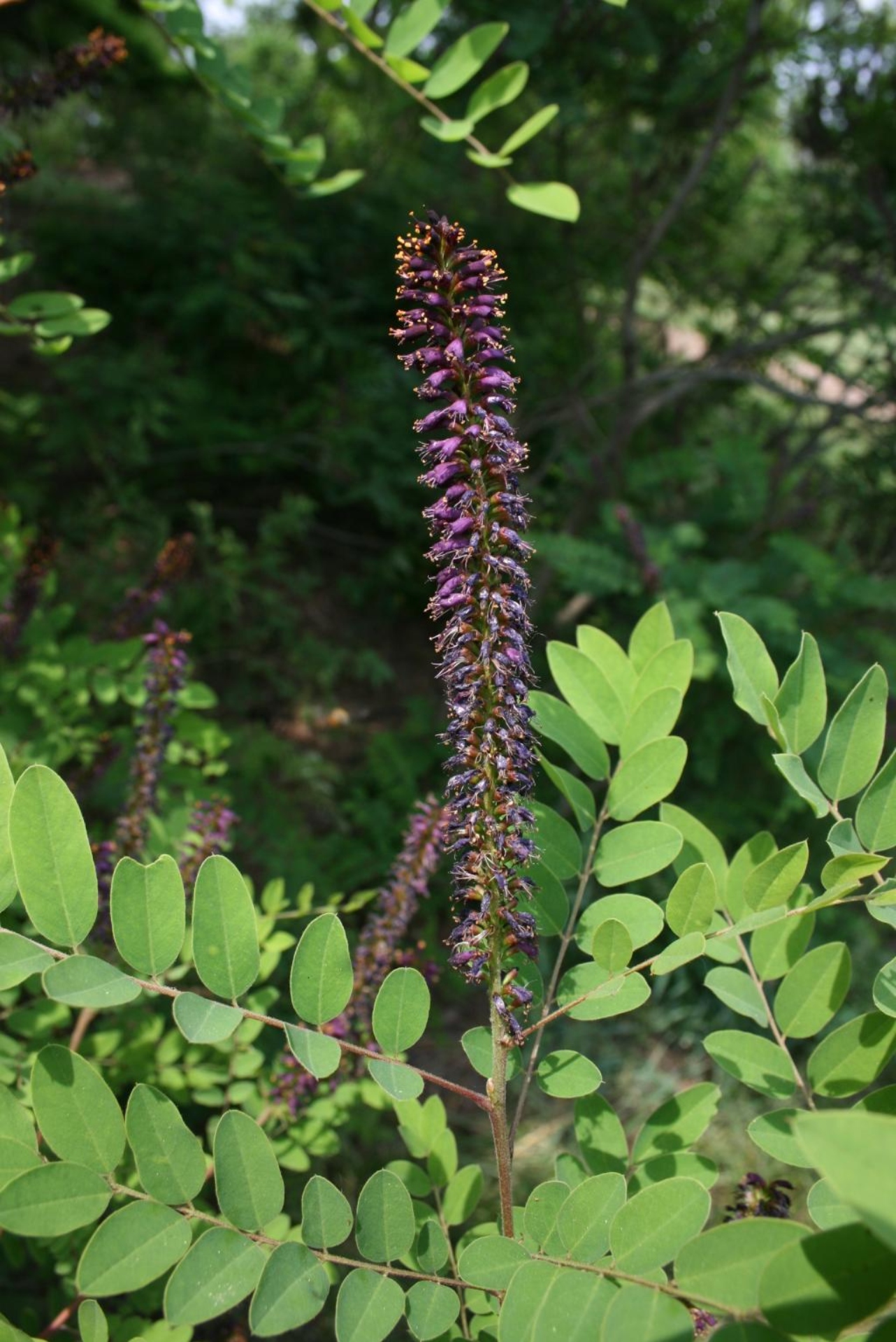 Indigo-bush | The Morton Arboretum