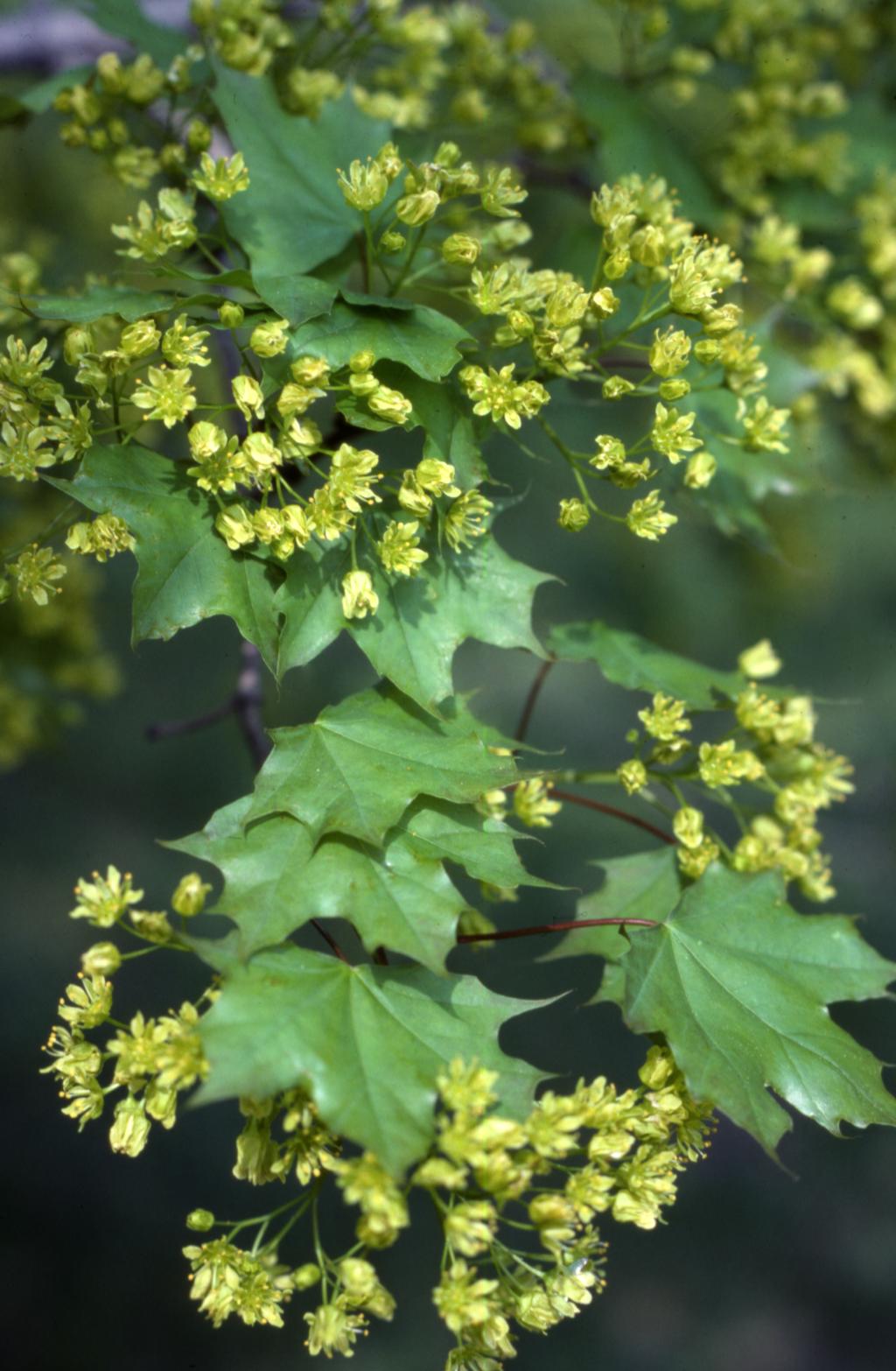 Shantung maple | The Morton Arboretum