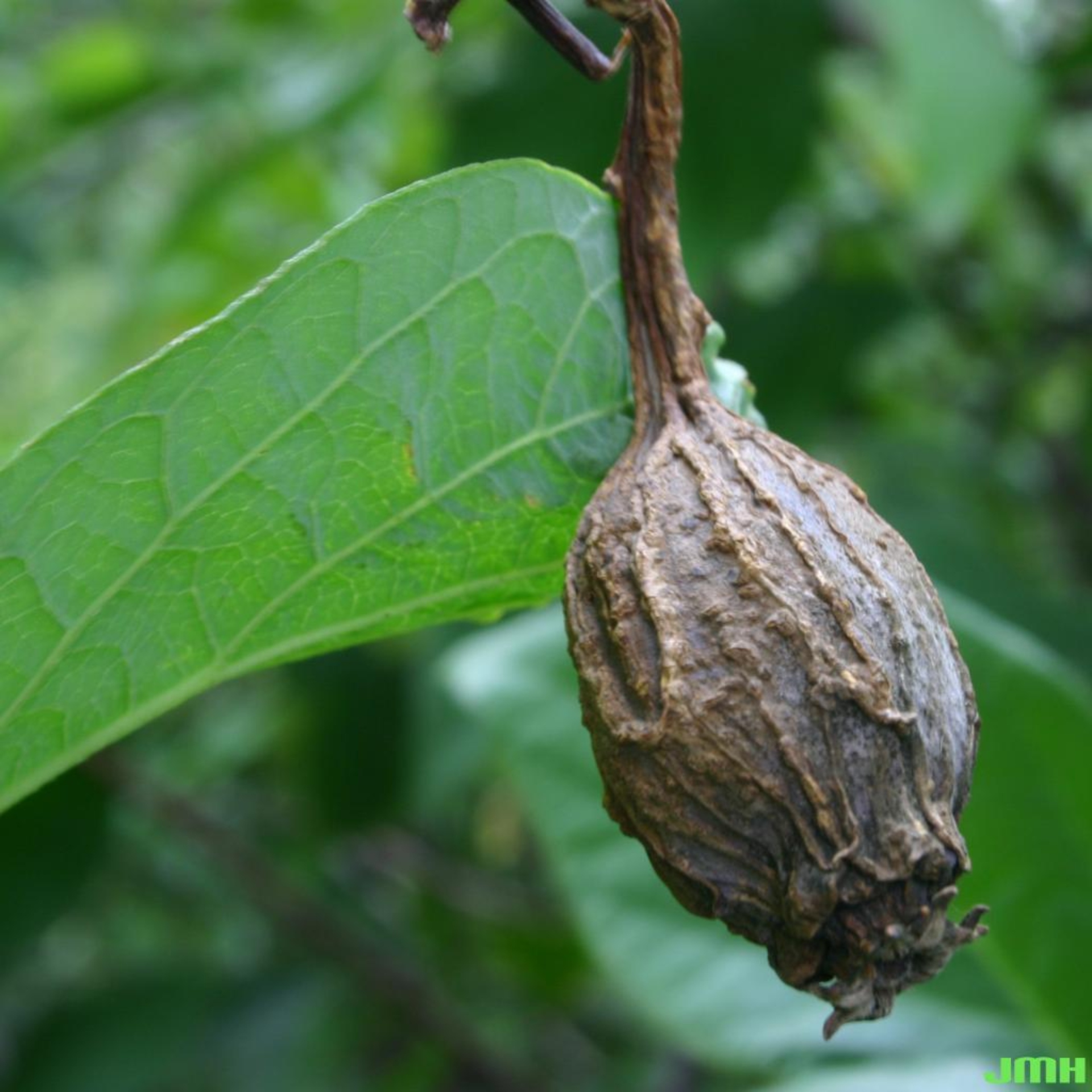 Carolina allspice | The Morton Arboretum