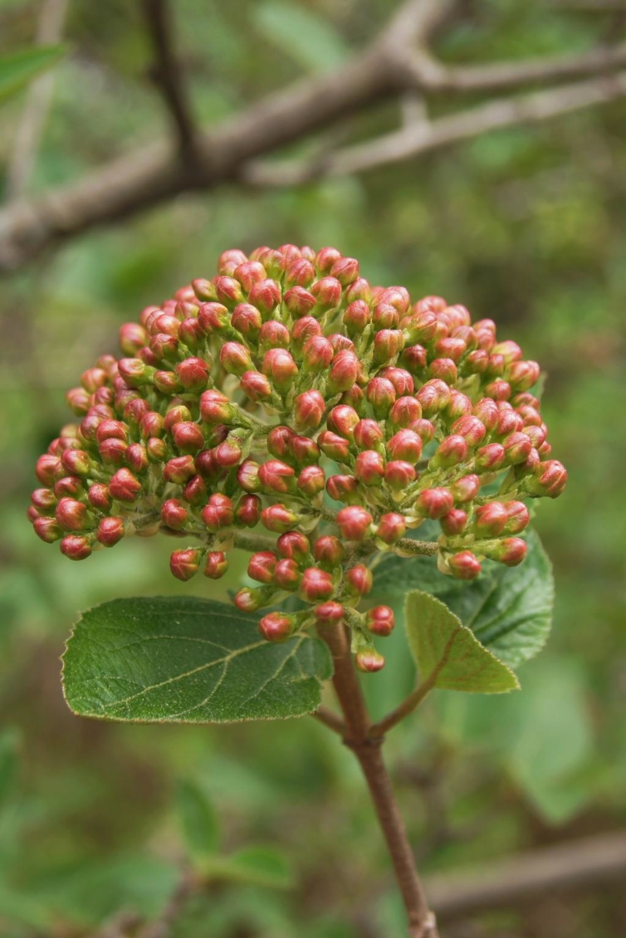 Fragrant snowball | The Morton Arboretum