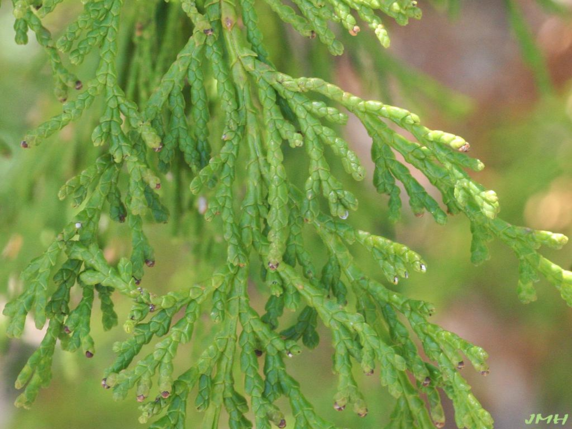 Hinoki-cypress | The Morton Arboretum