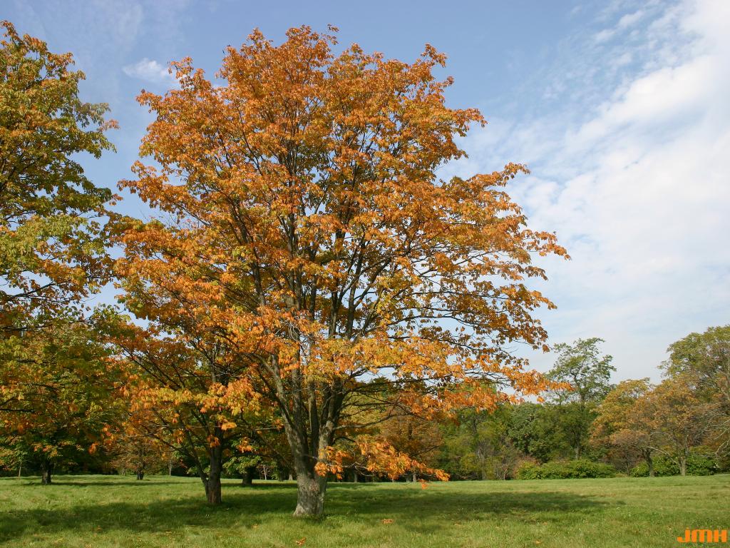 Red buckeye | Aesculus pavia | The Morton Arboretum