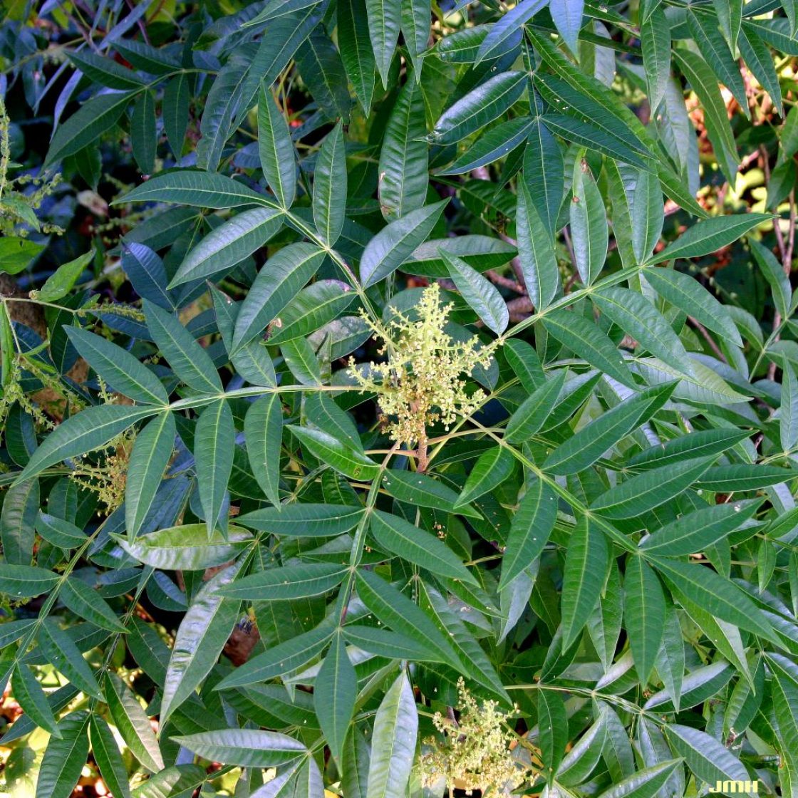 Japanese scholar tree | The Morton Arboretum