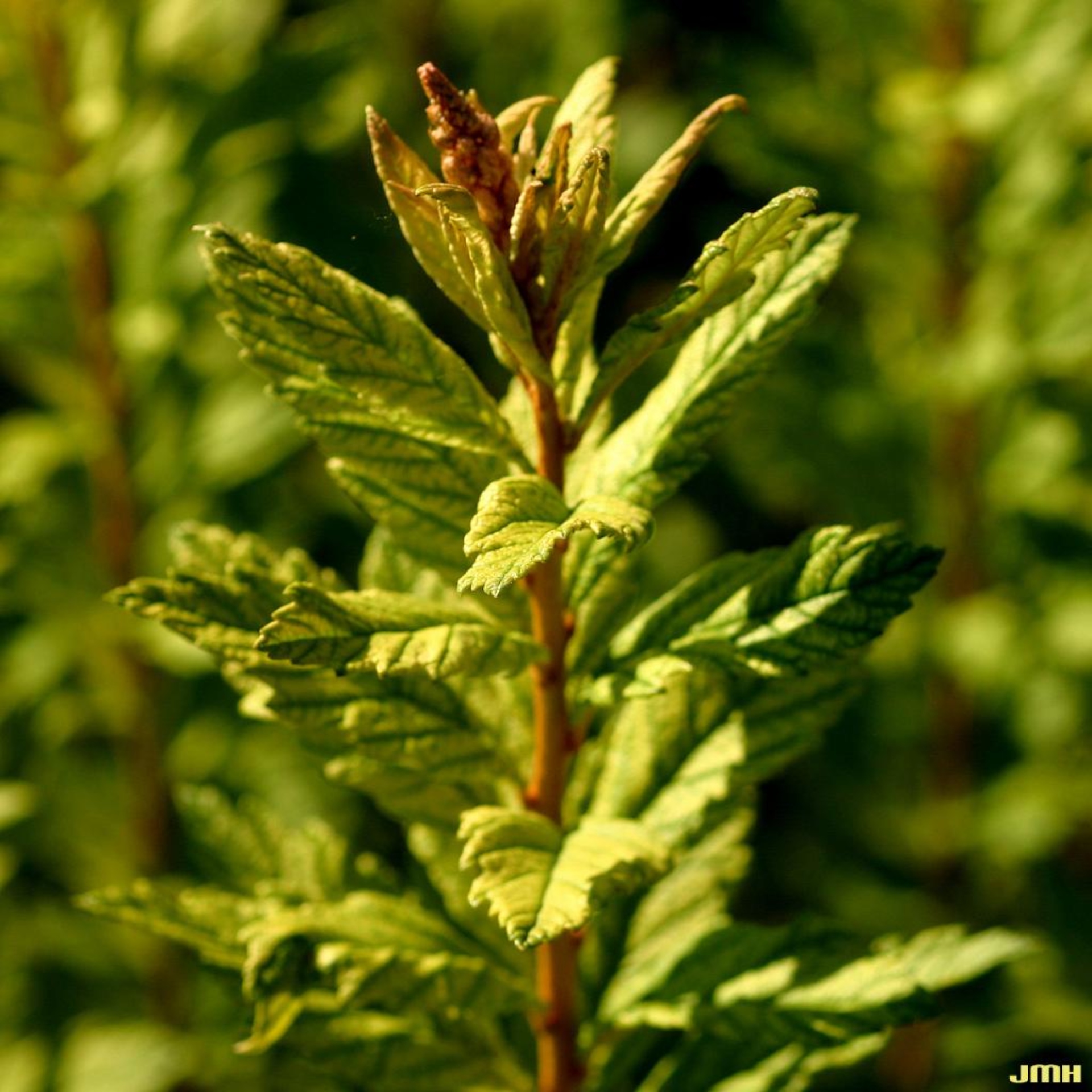 Hardhack | The Morton Arboretum