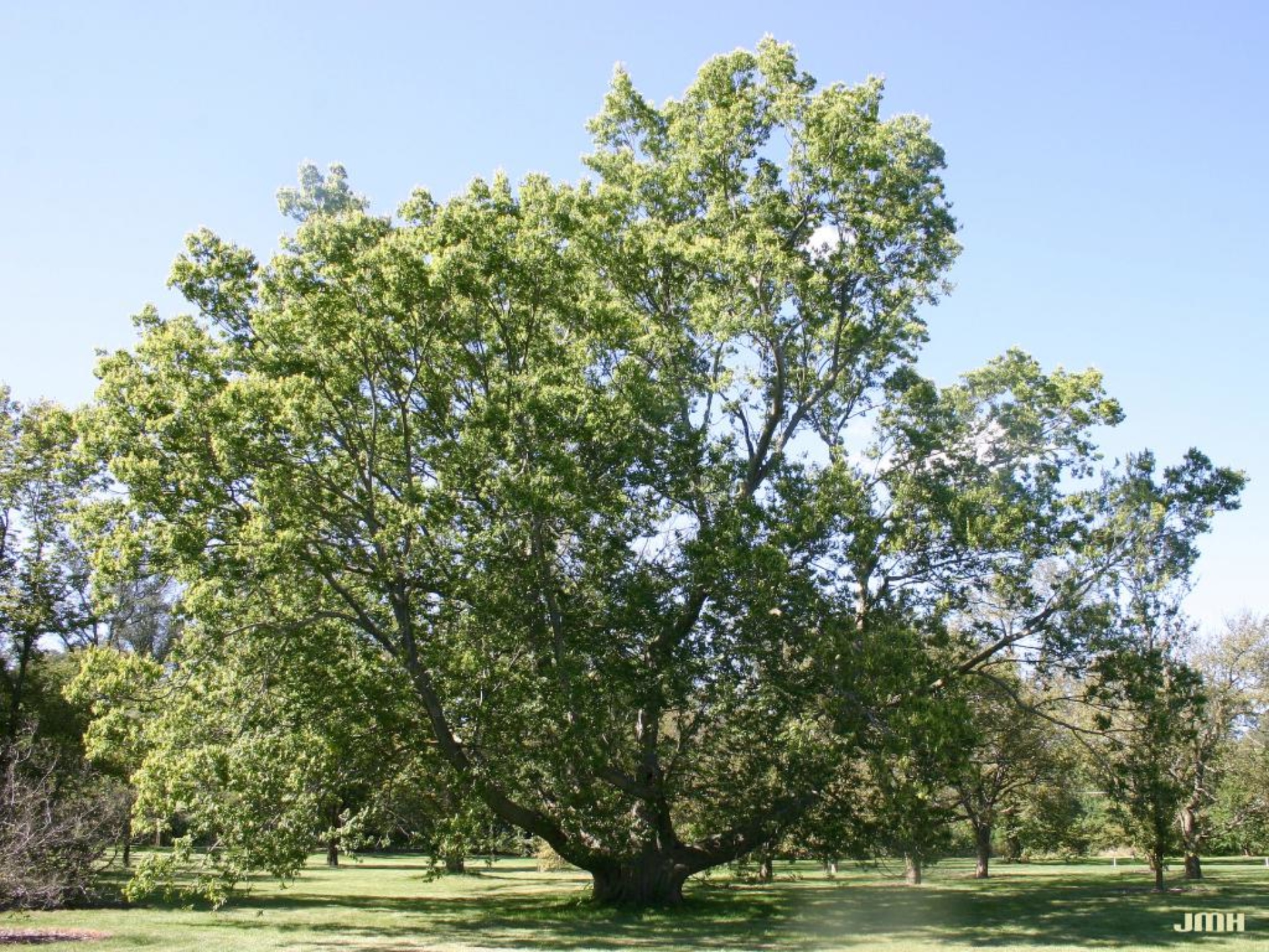 Sugarberry | The Morton Arboretum