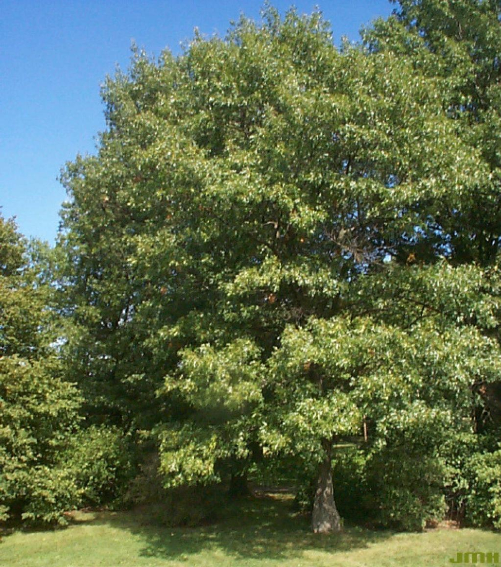 Scarlet oak | The Morton Arboretum
