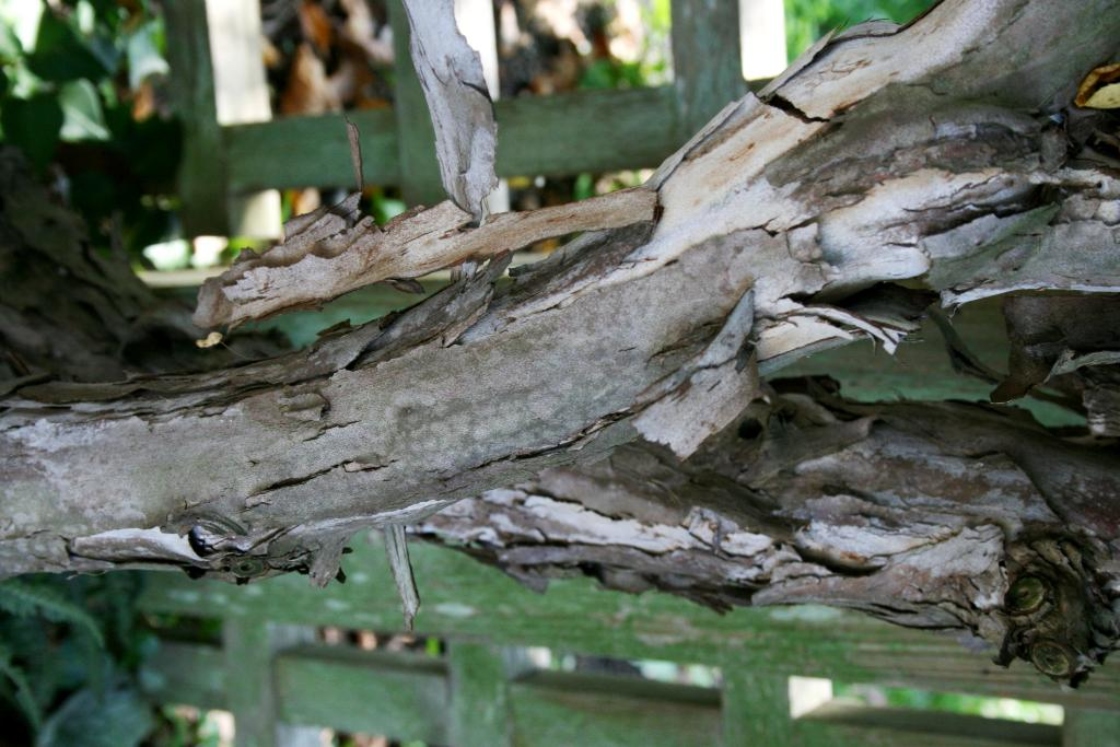 Hardy kiwi | The Morton Arboretum