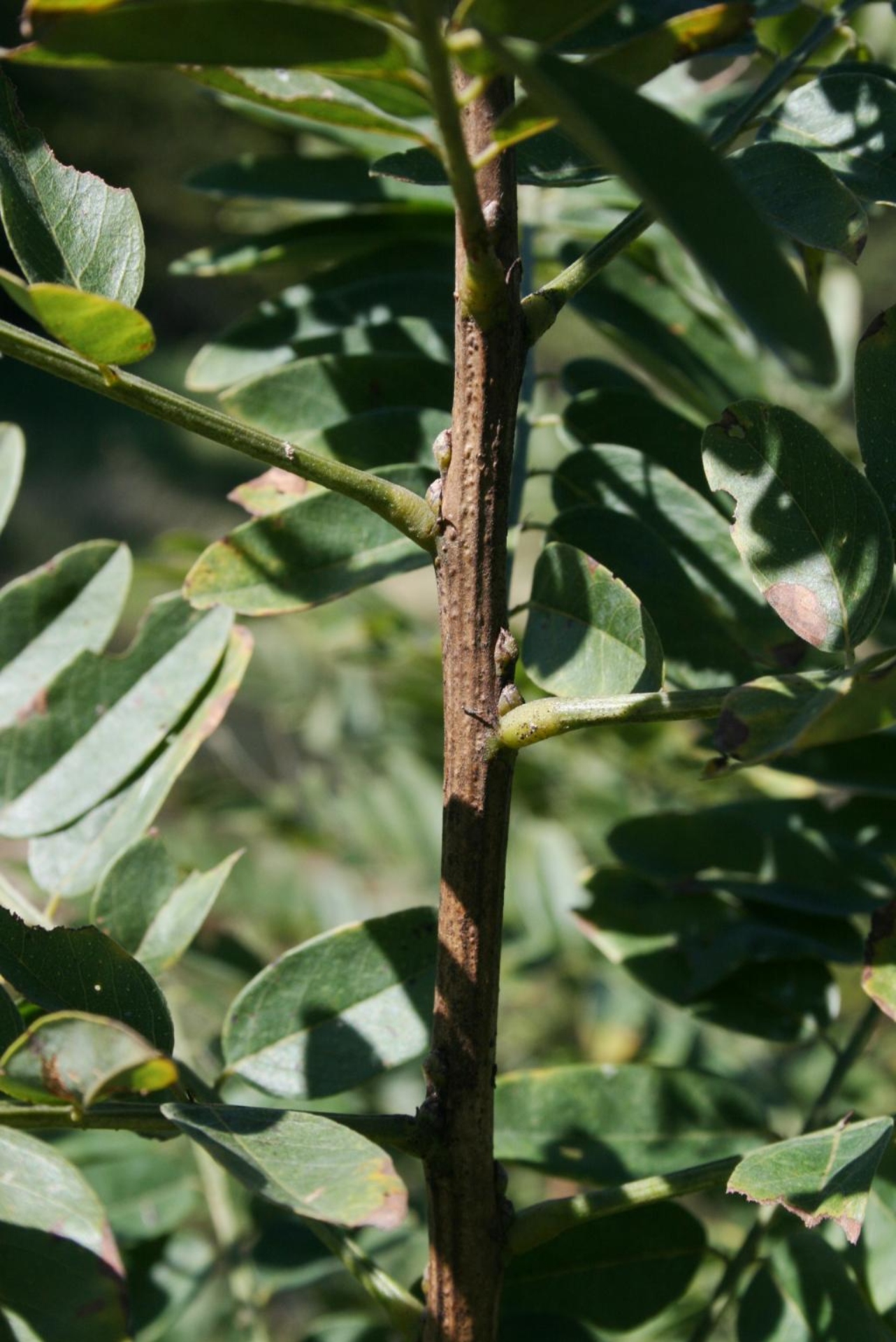 Indigo-bush | The Morton Arboretum