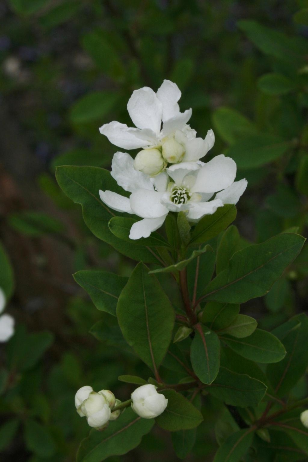 Common pearlbush | The Morton Arboretum