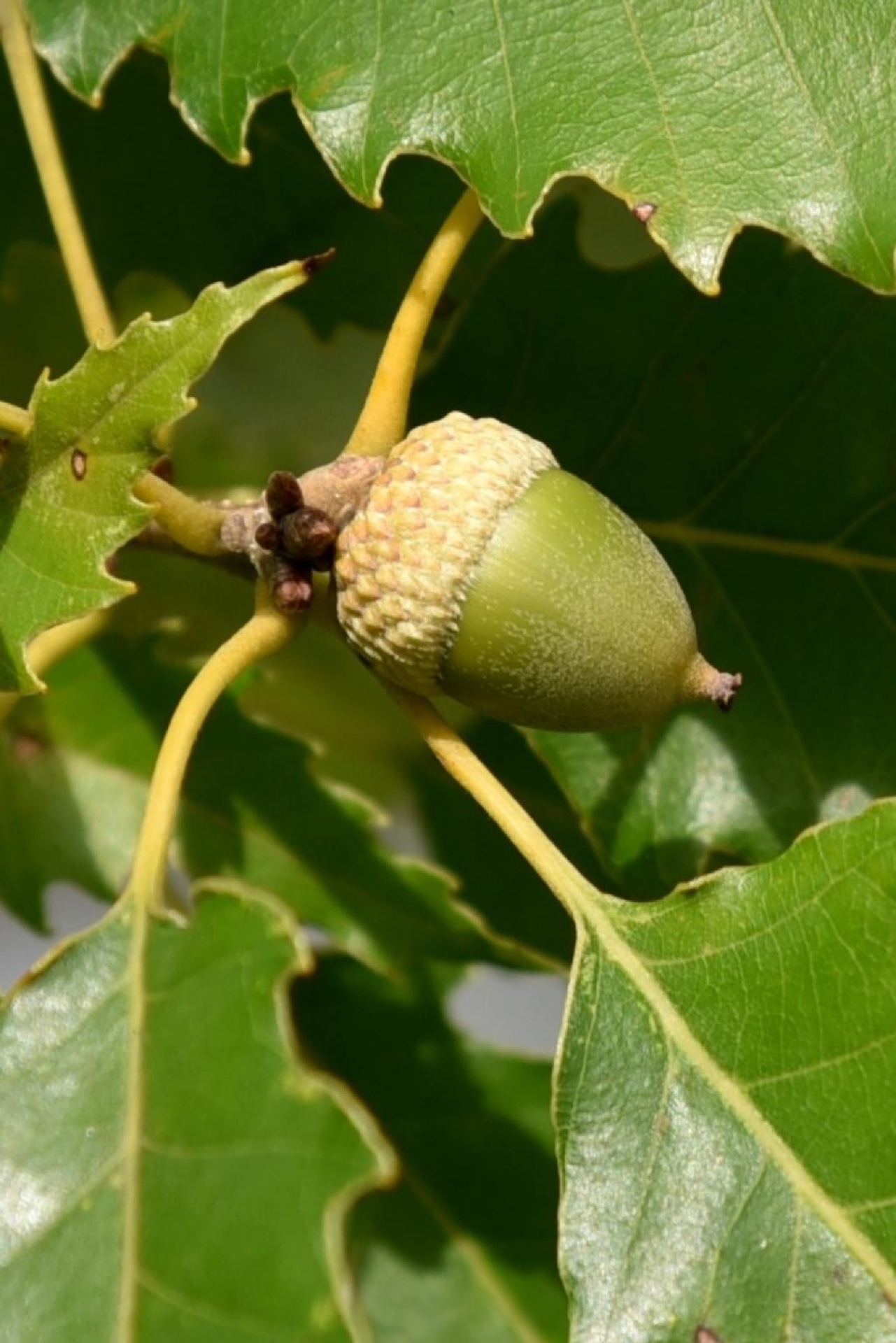 Chinkapin oak | The Morton Arboretum