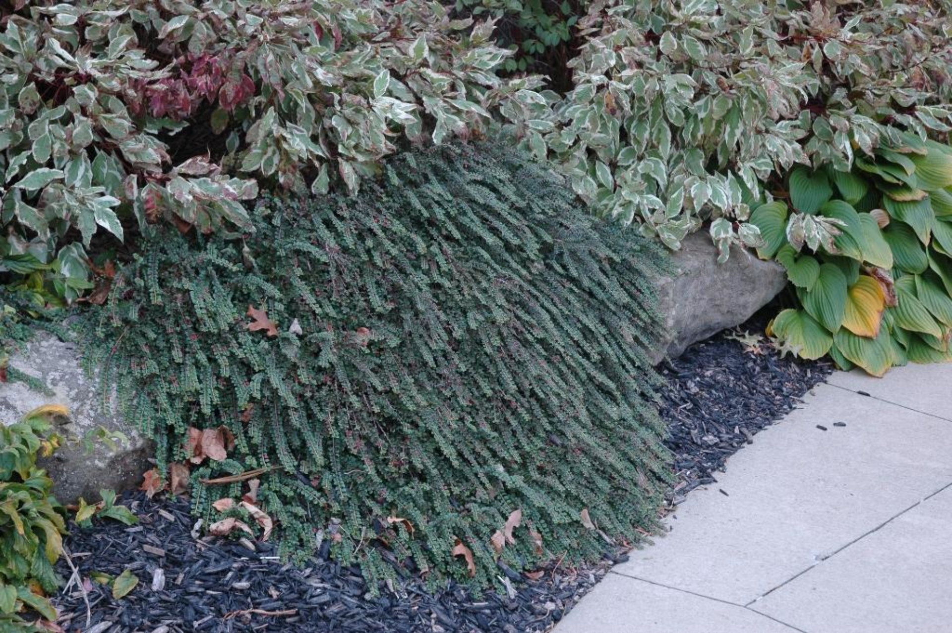 Creeping cotoneaster | The Morton Arboretum