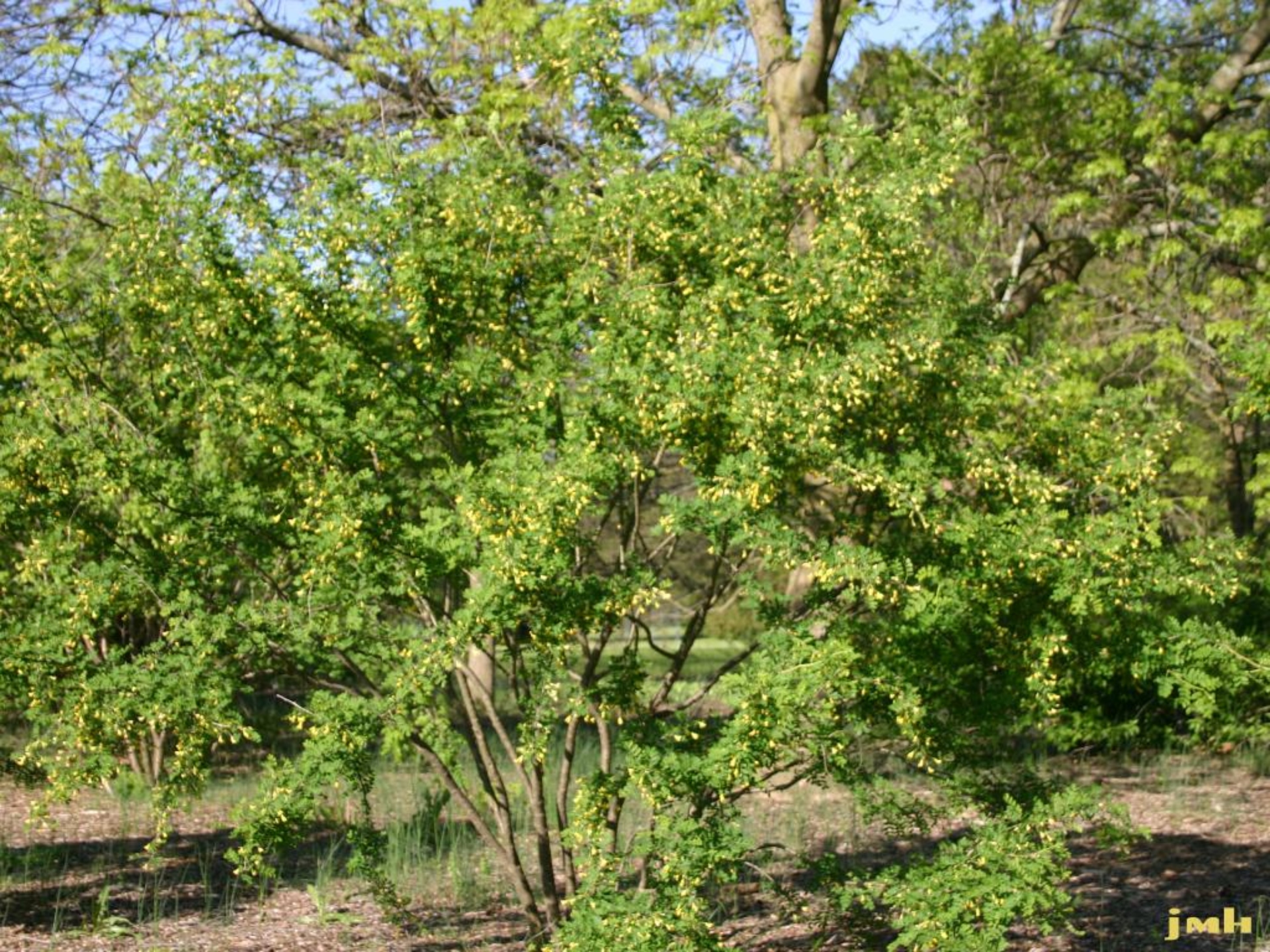 Siberian pea-shrub | The Morton Arboretum