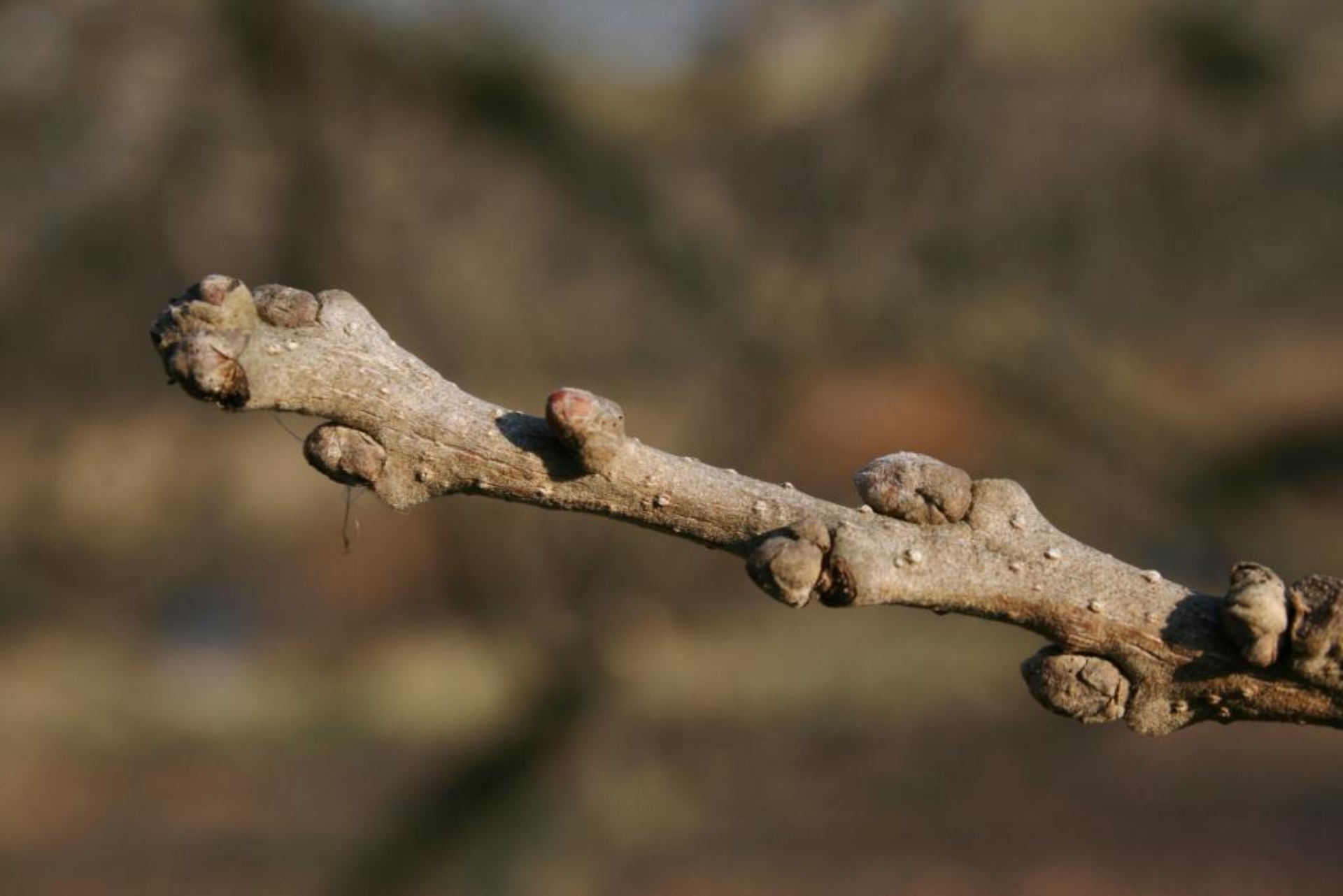 Bur oak | The Morton Arboretum