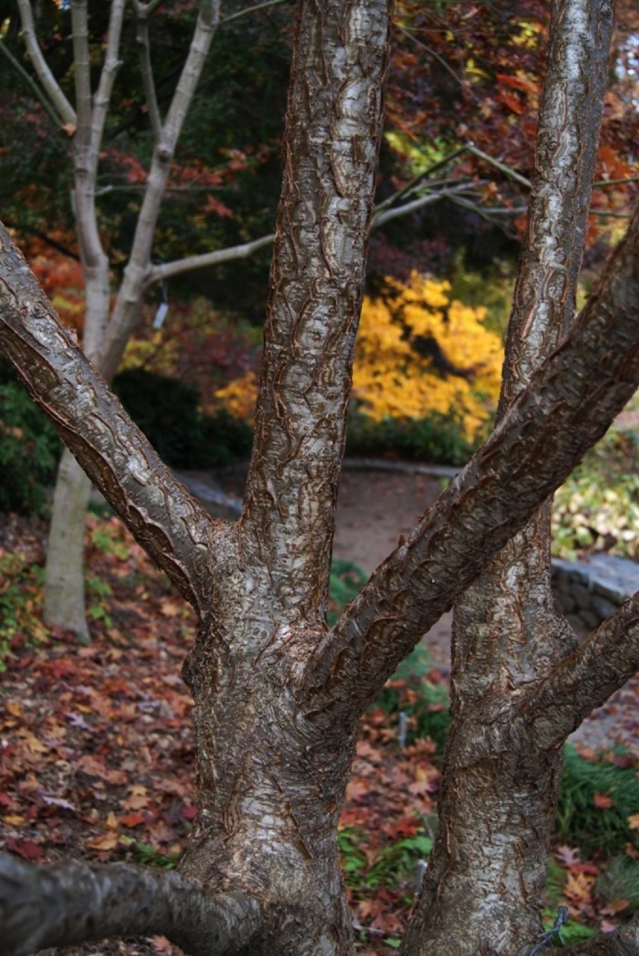 Amur maackia | The Morton Arboretum
