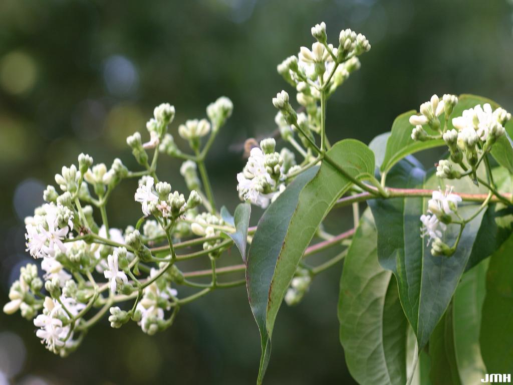 Seven-son flower | Heptacodium miconioides | The Morton Arboretum