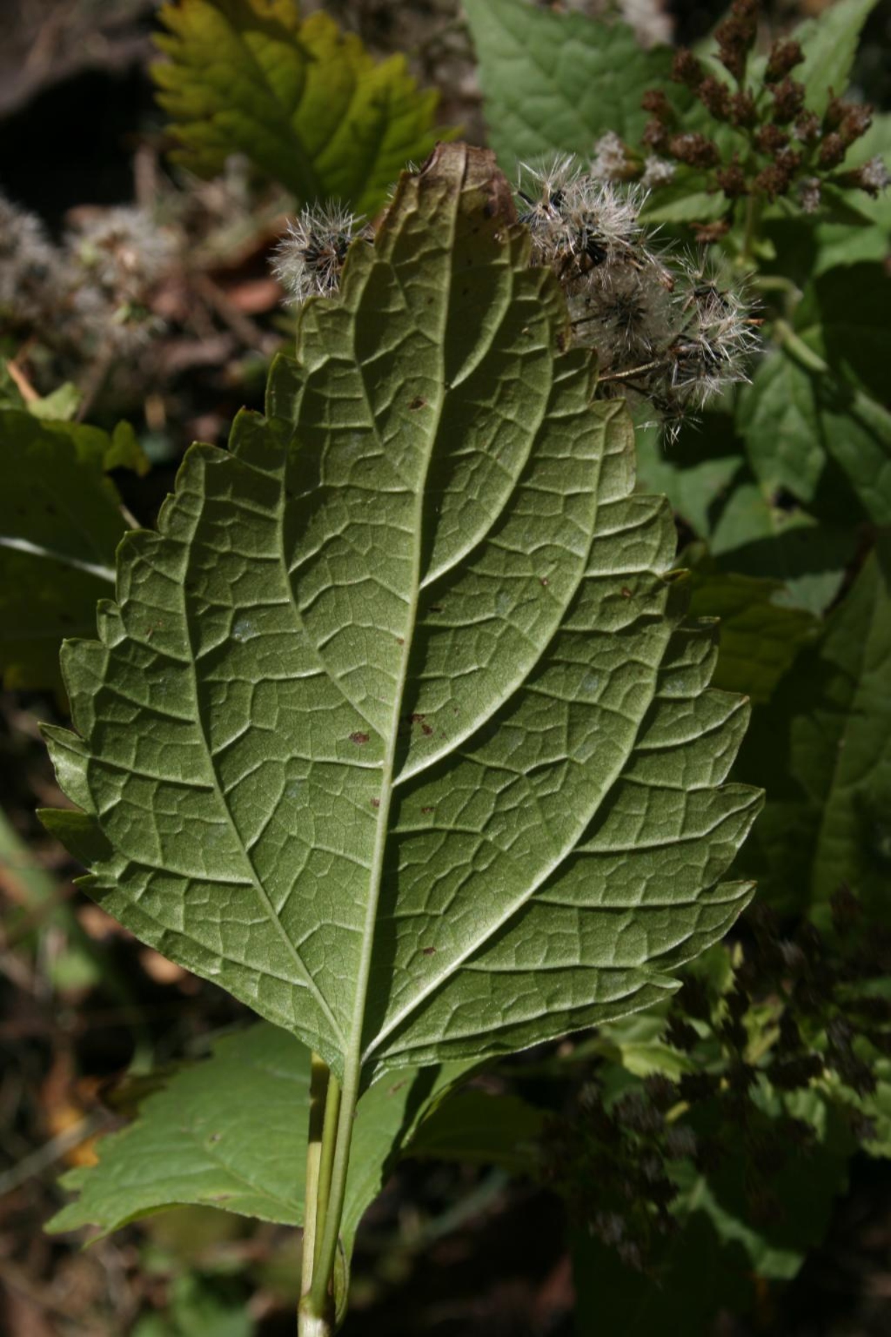 White snakeroot | The Morton Arboretum
